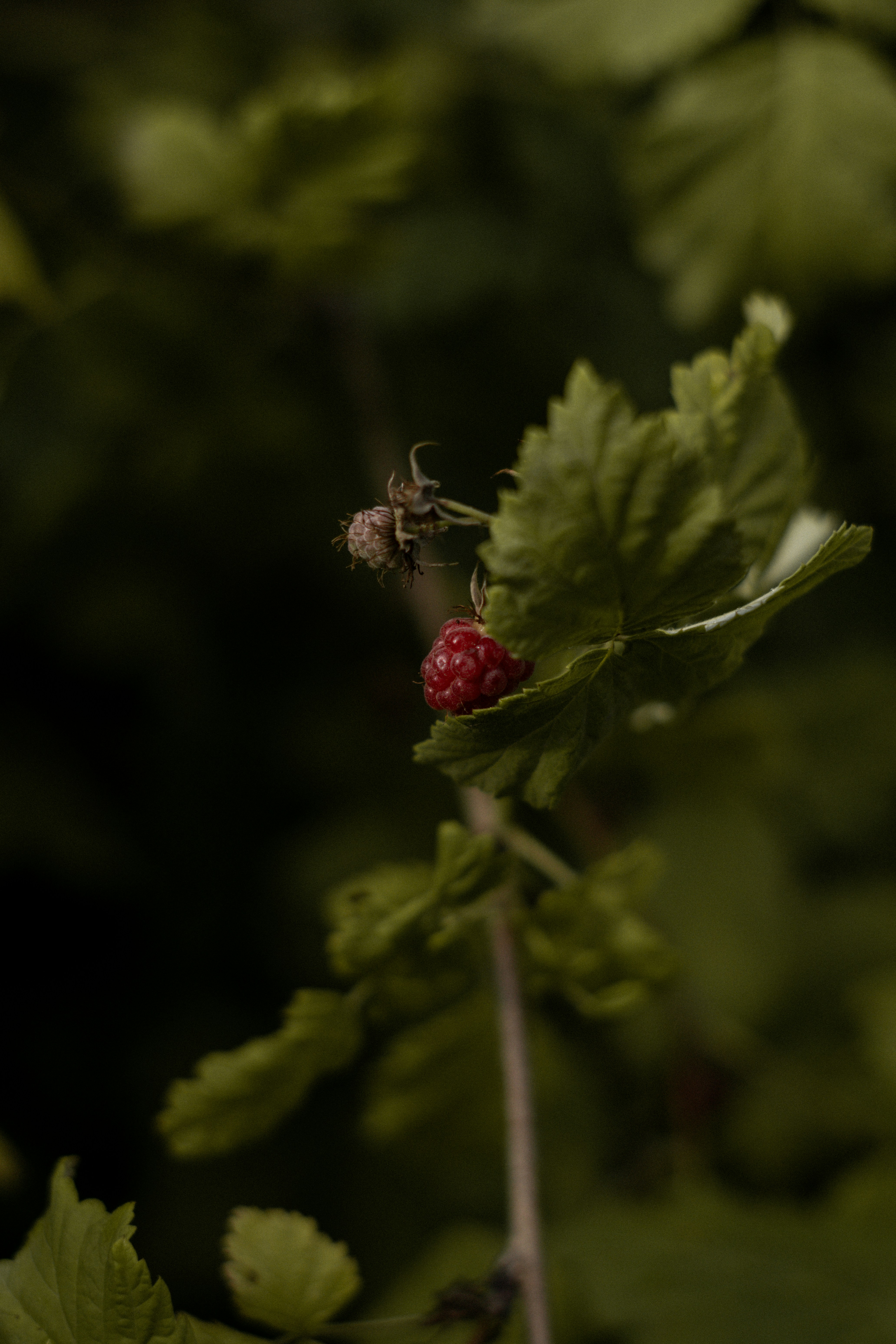 Single Red Raspberry Crowned by Shadowed Greens