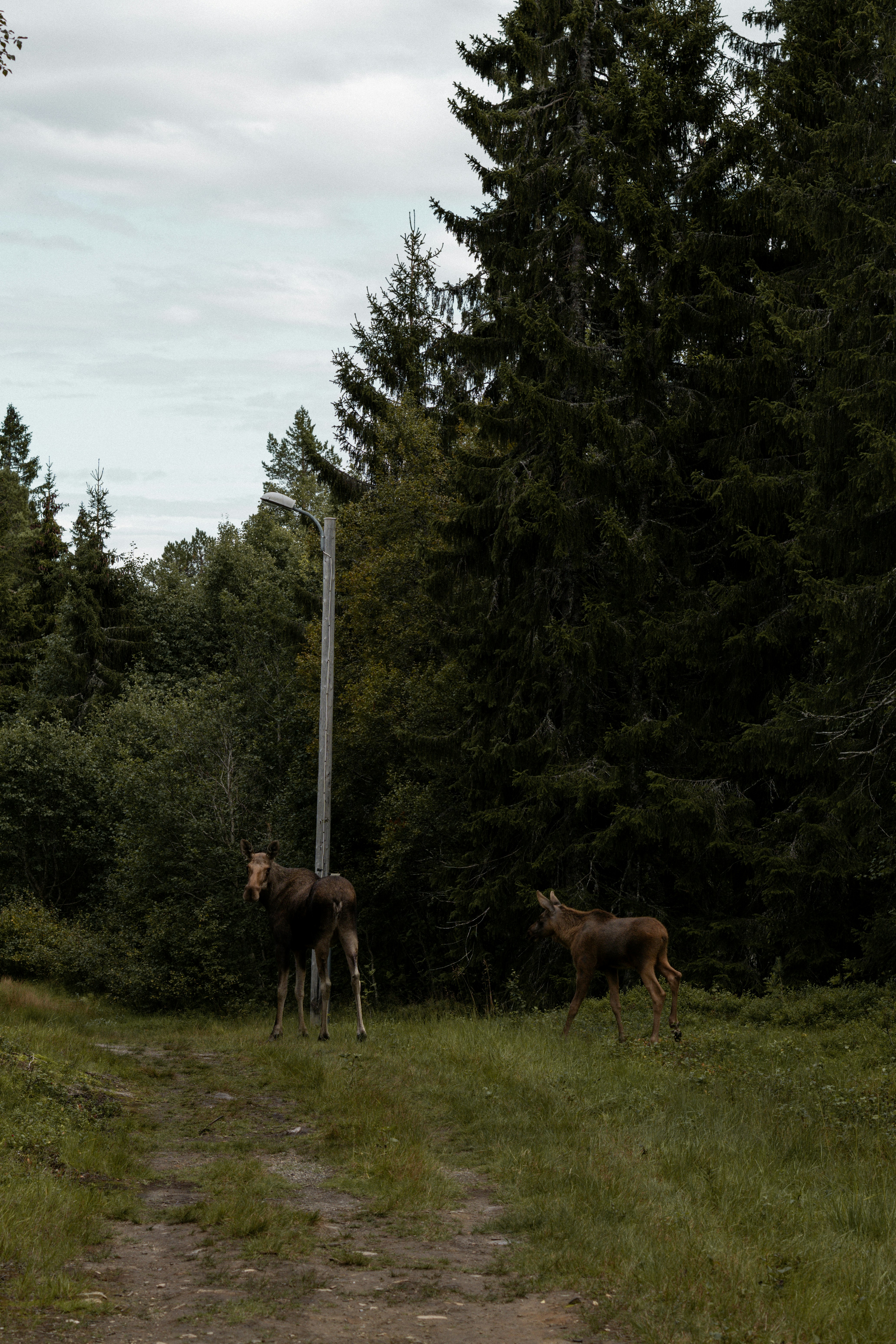 Dappled Duo at the Edge of a Quiet Forest Trail