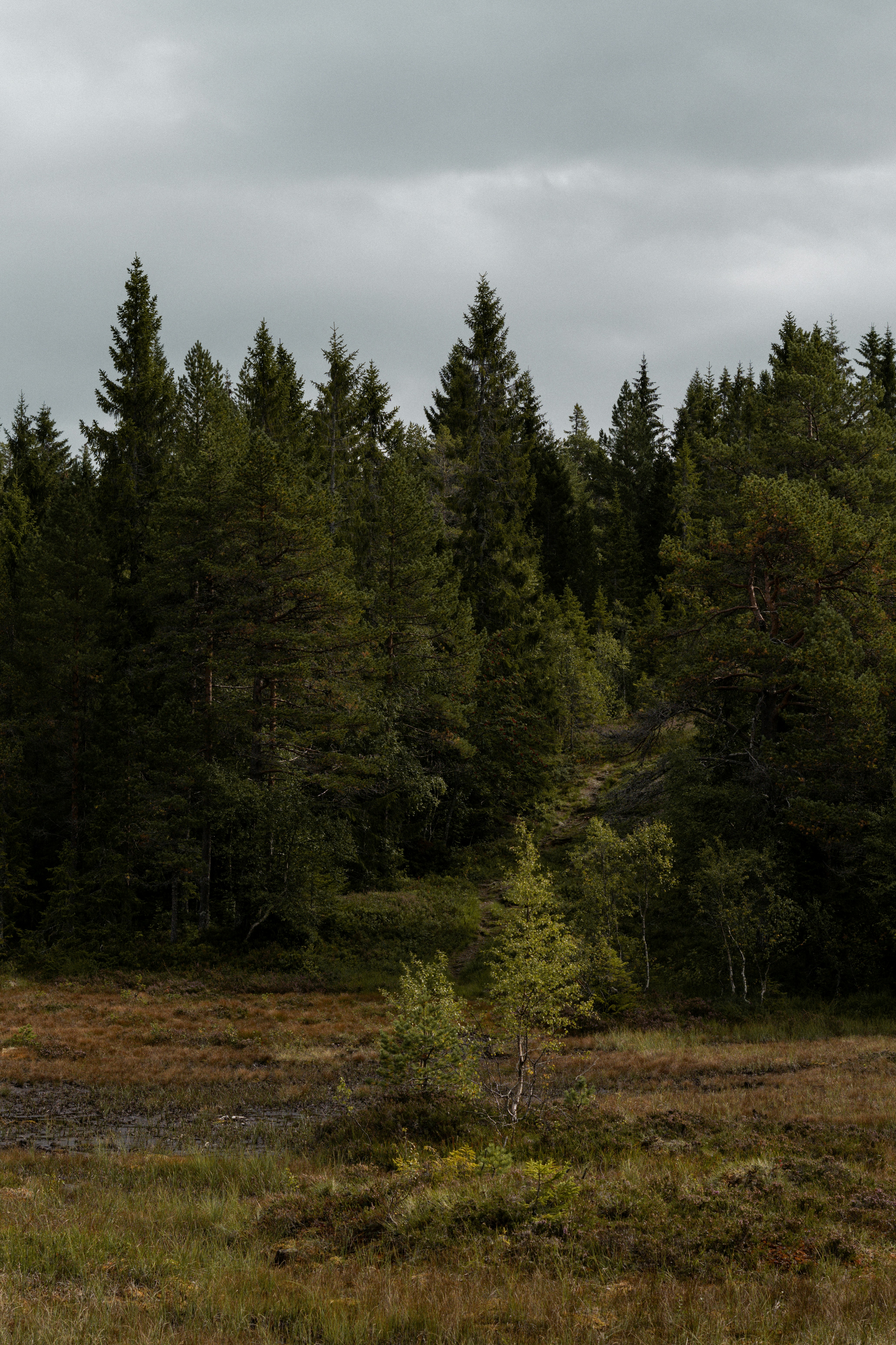 A forest filled with lots of tall trees photo – Free Trondheim Image on ...