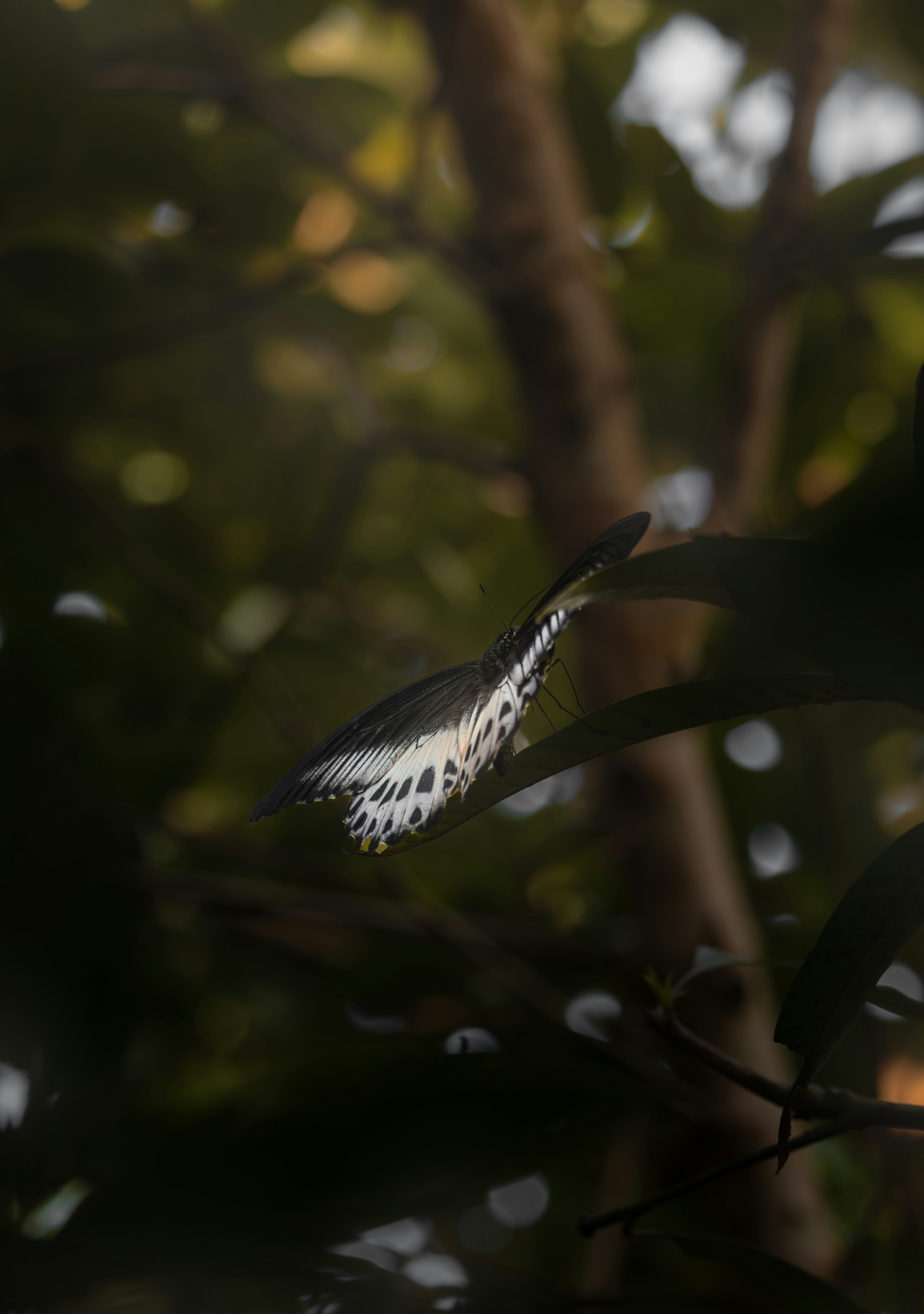 Midflight Through Dappled Canopy: A Black-and-White Butterfly in Shadowed Light