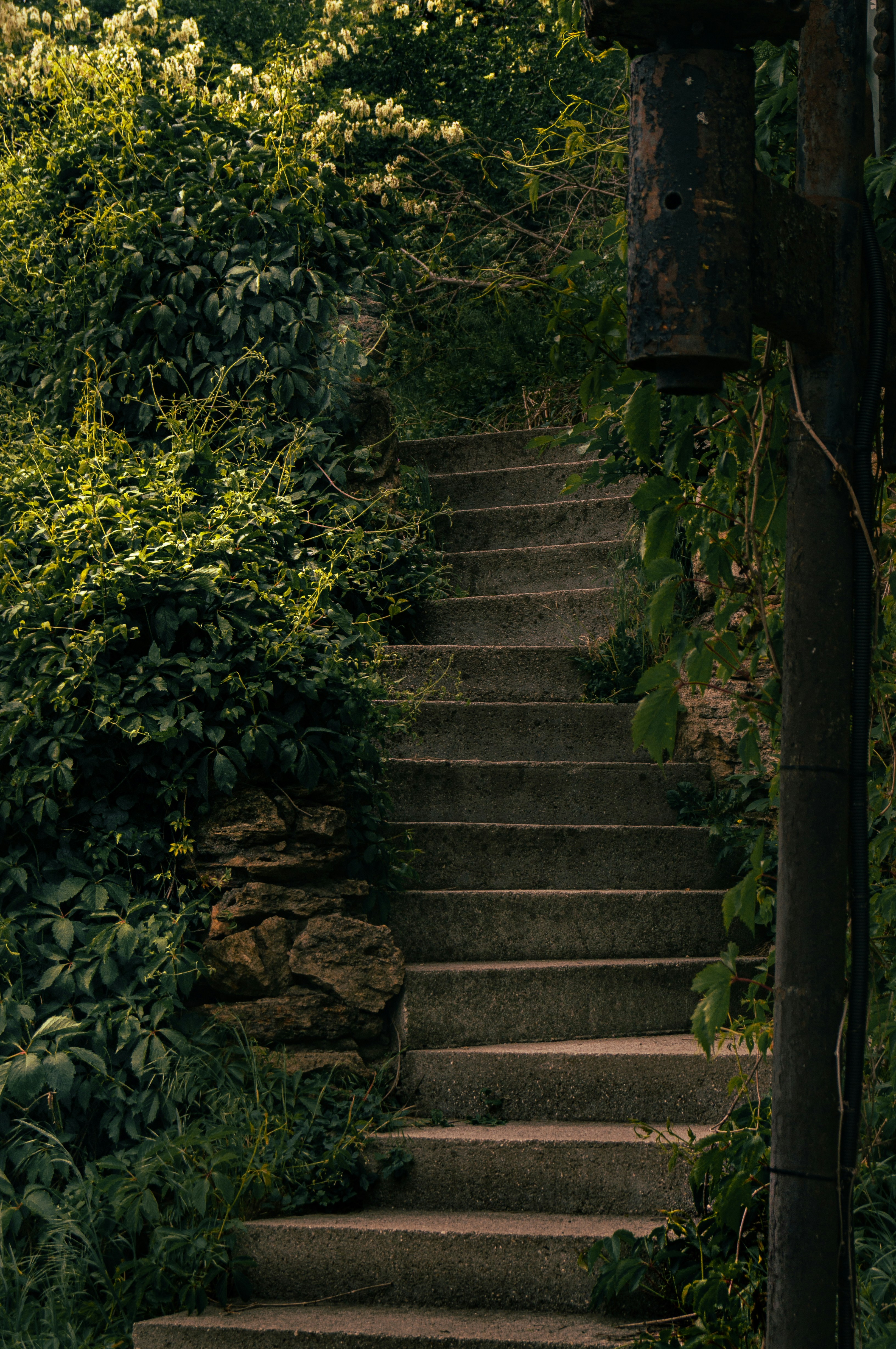 A bunch of steps going up a hill in the woods photo – Free House Image ...