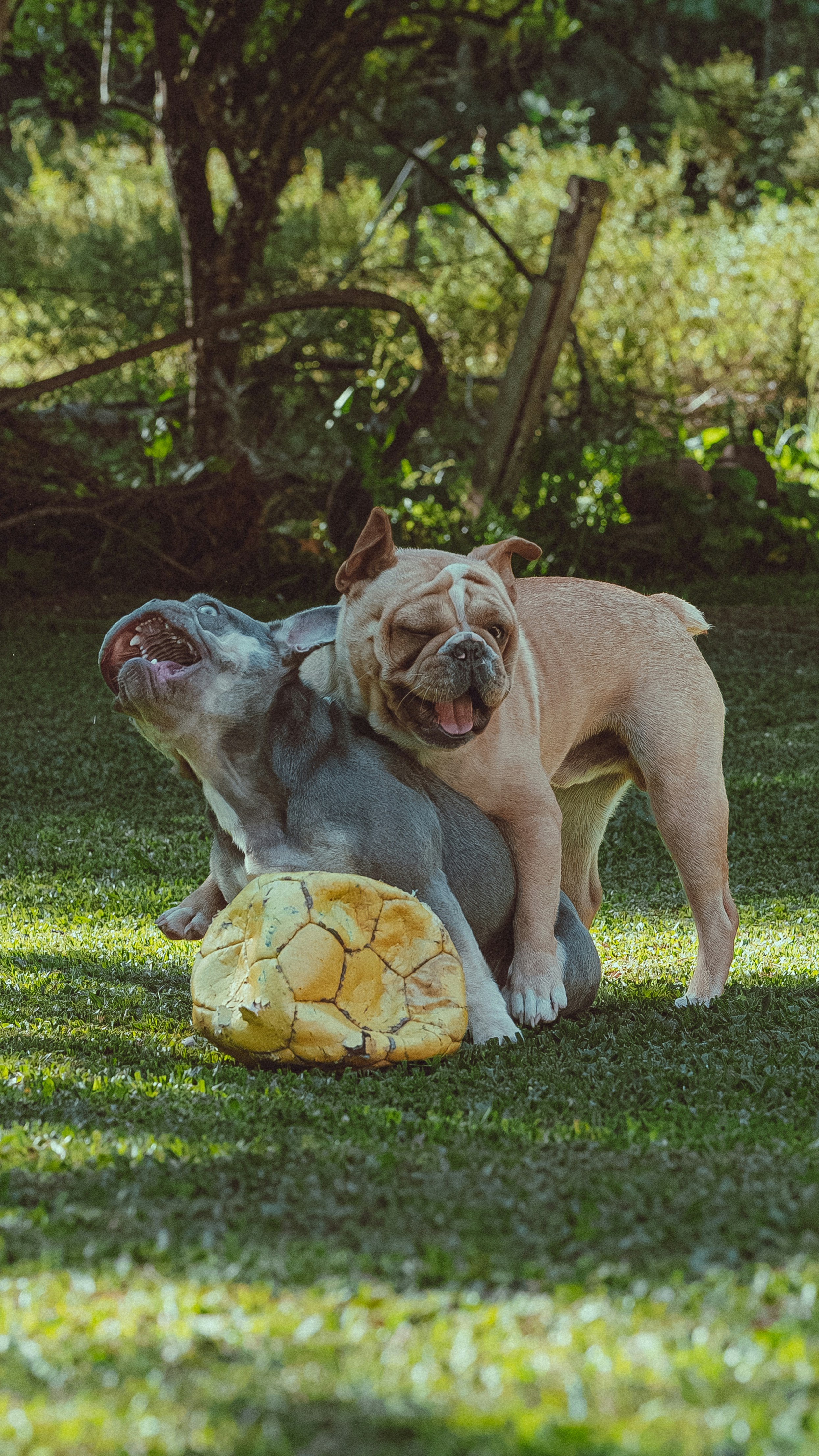 Two dogs playing with a ball in the grass photo – Free Photo Image on ...