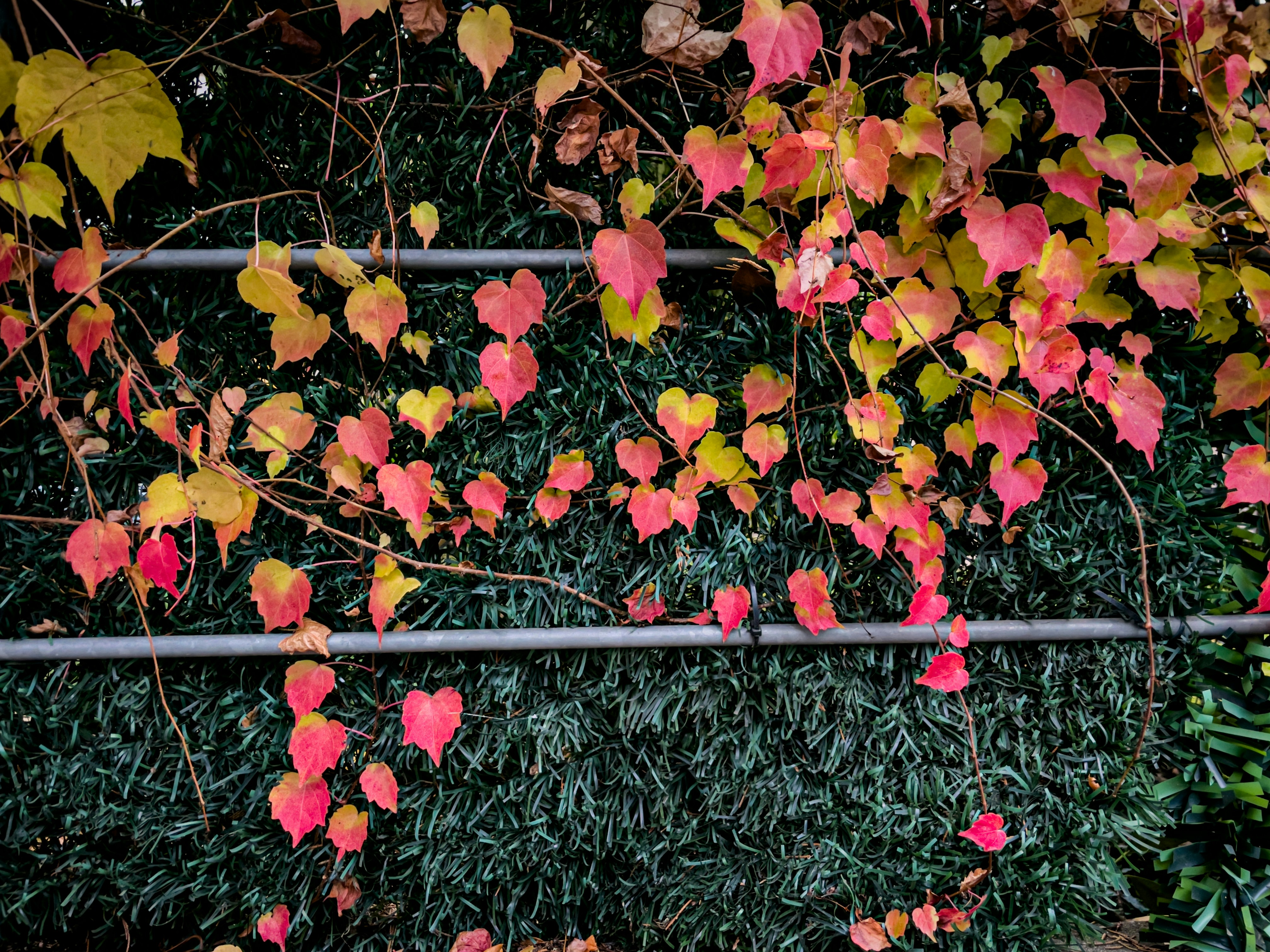 Crimson Ivy Clings to Rails Over a Dense Green Hedge