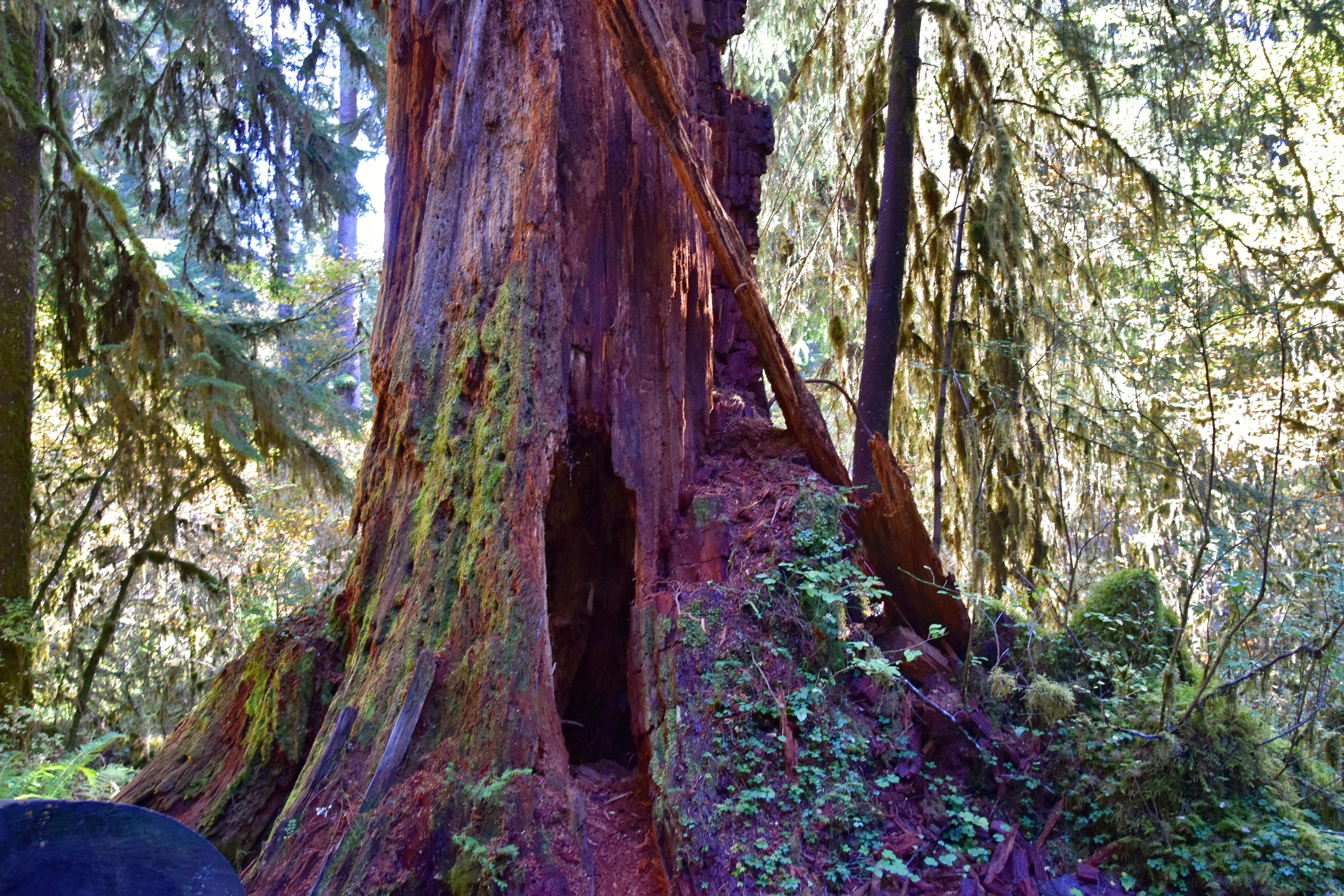 A large tree in the middle of a forest photo – Free Forest Image on ...