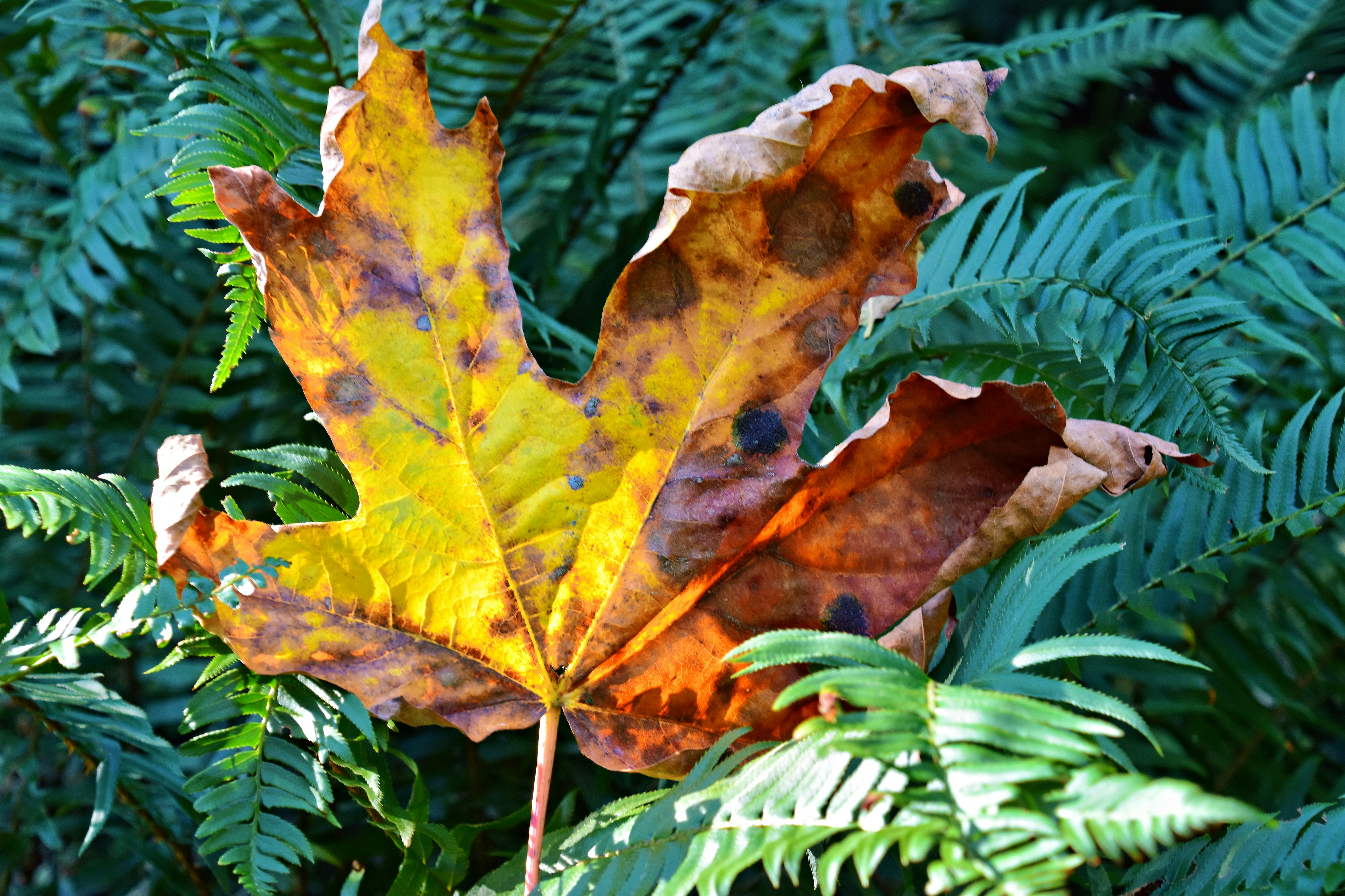 Sunlit Maple Leaf Against Emerald Ferns