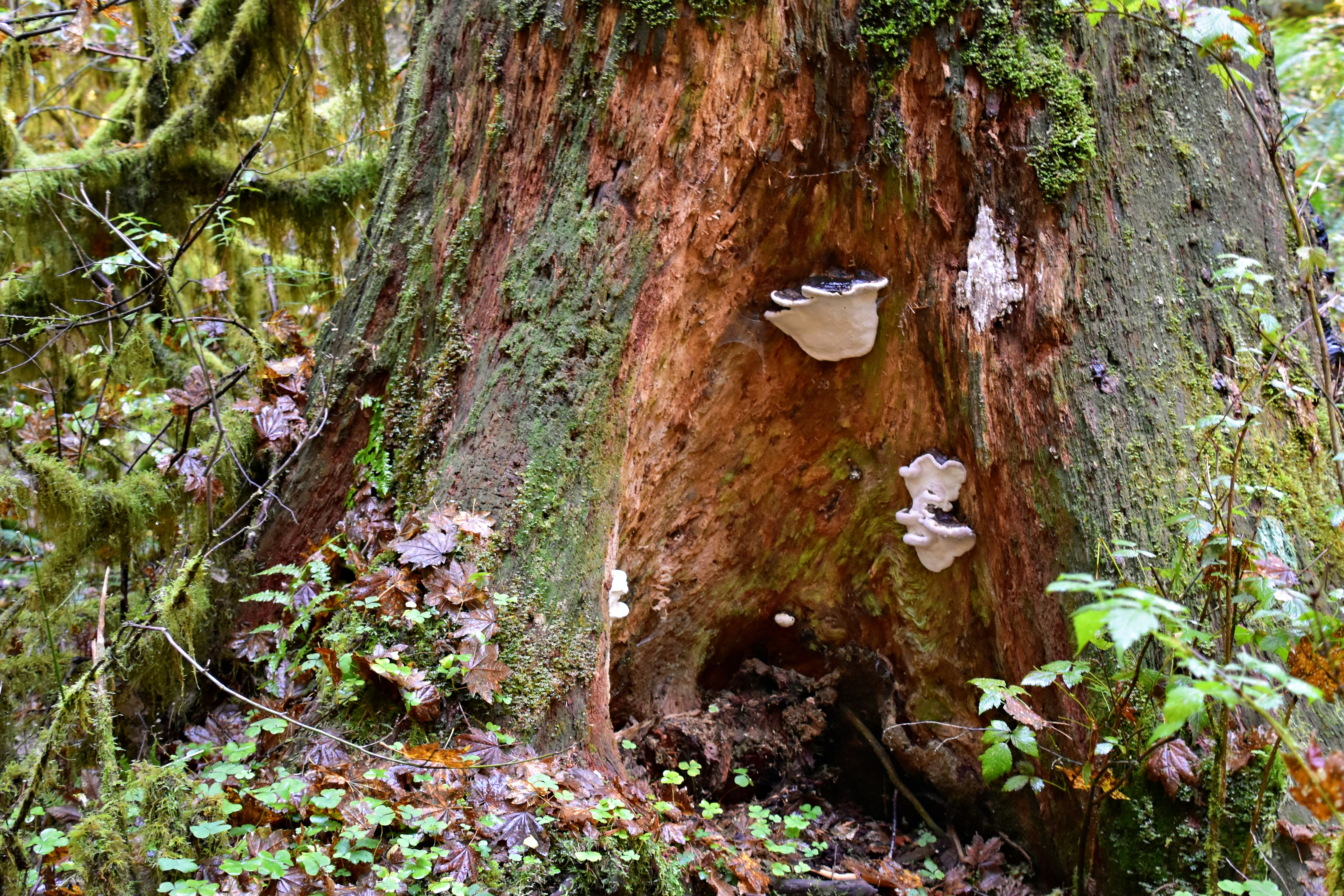 Hollow Sentinel: Bracket Fungi Adorning an Ancient Moss-Clad Stump