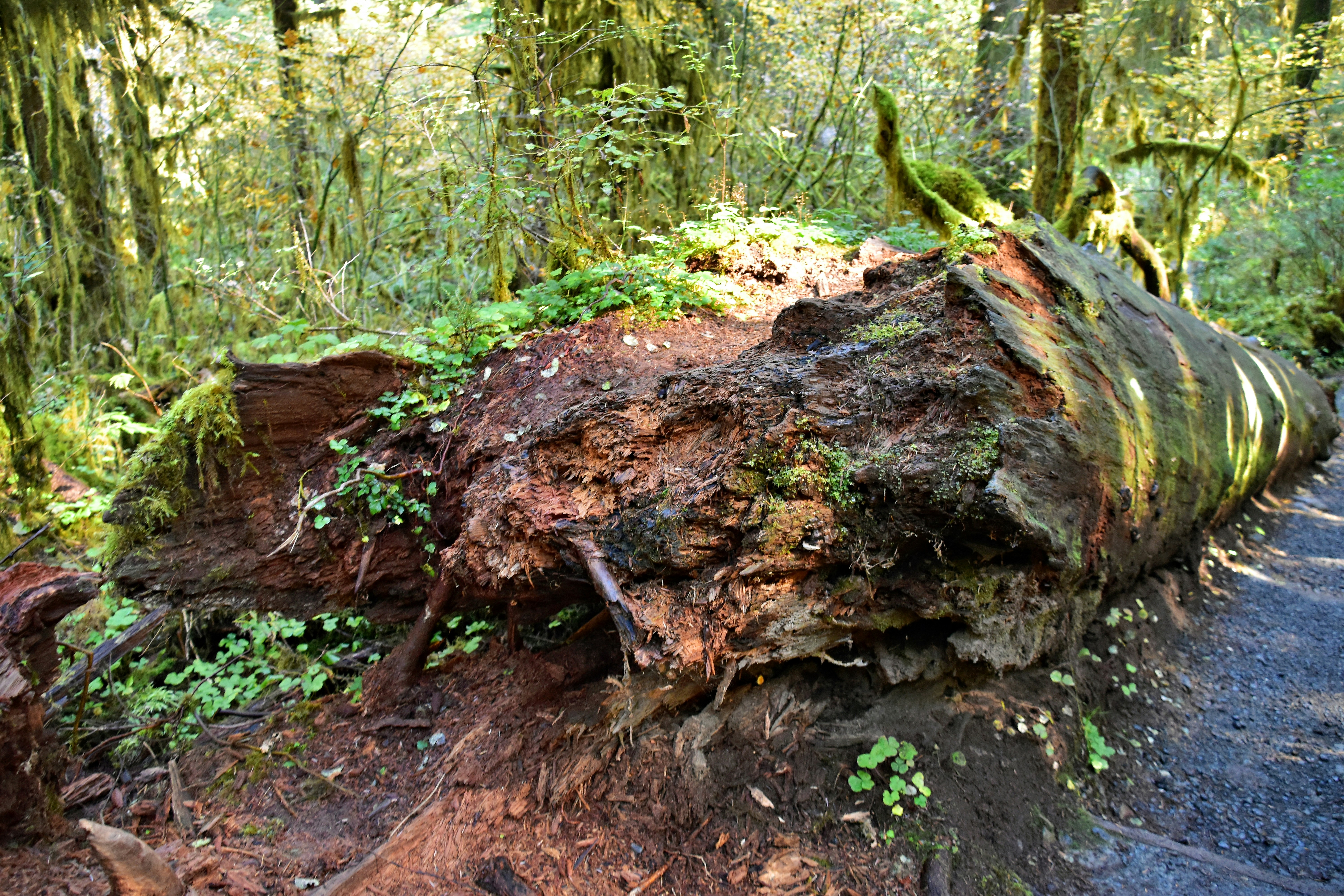 Moss-Covered Fallen Log along a Forest Trail