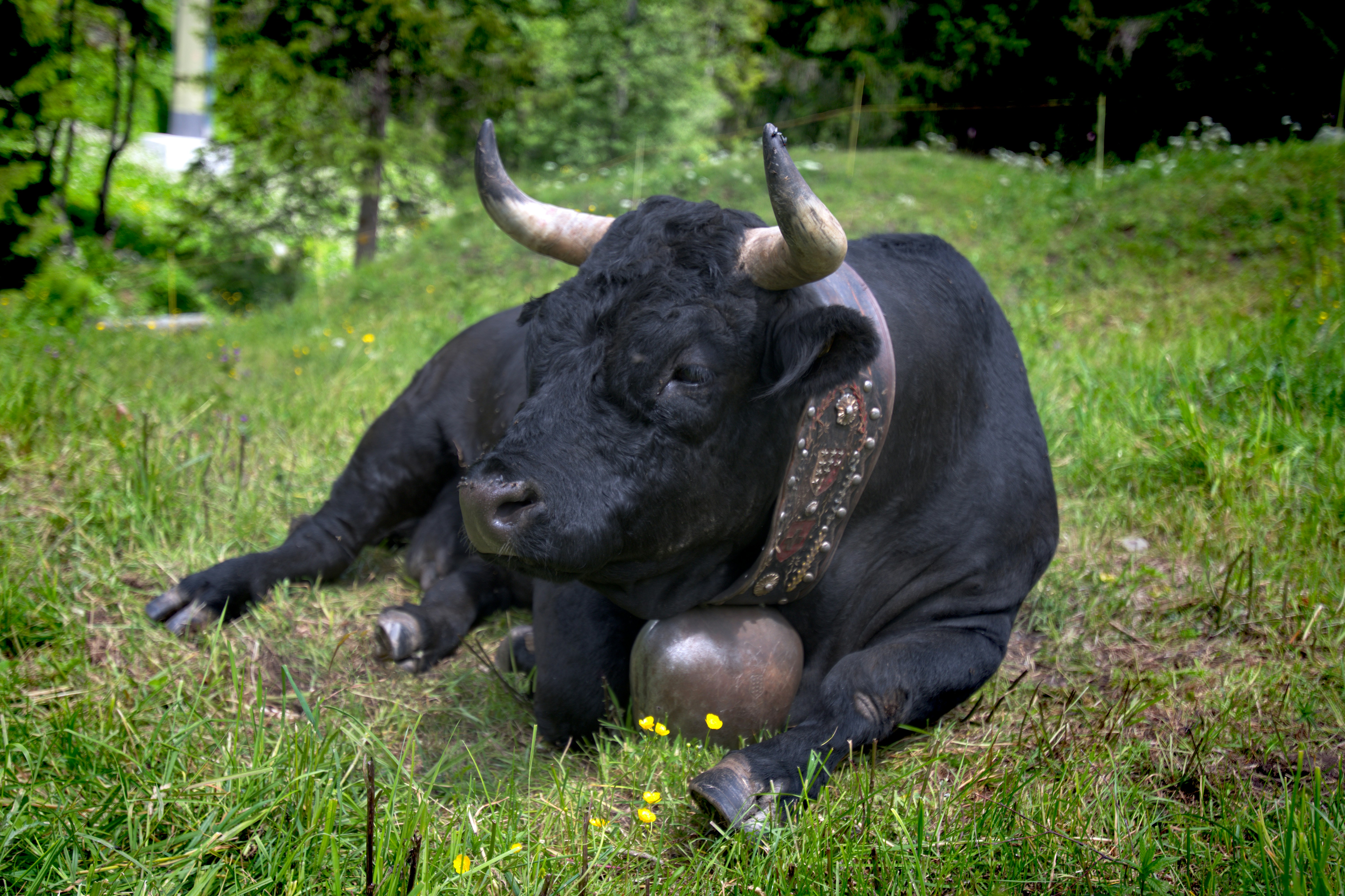 A large black bull laying on top of a lush green field photo – Free ...