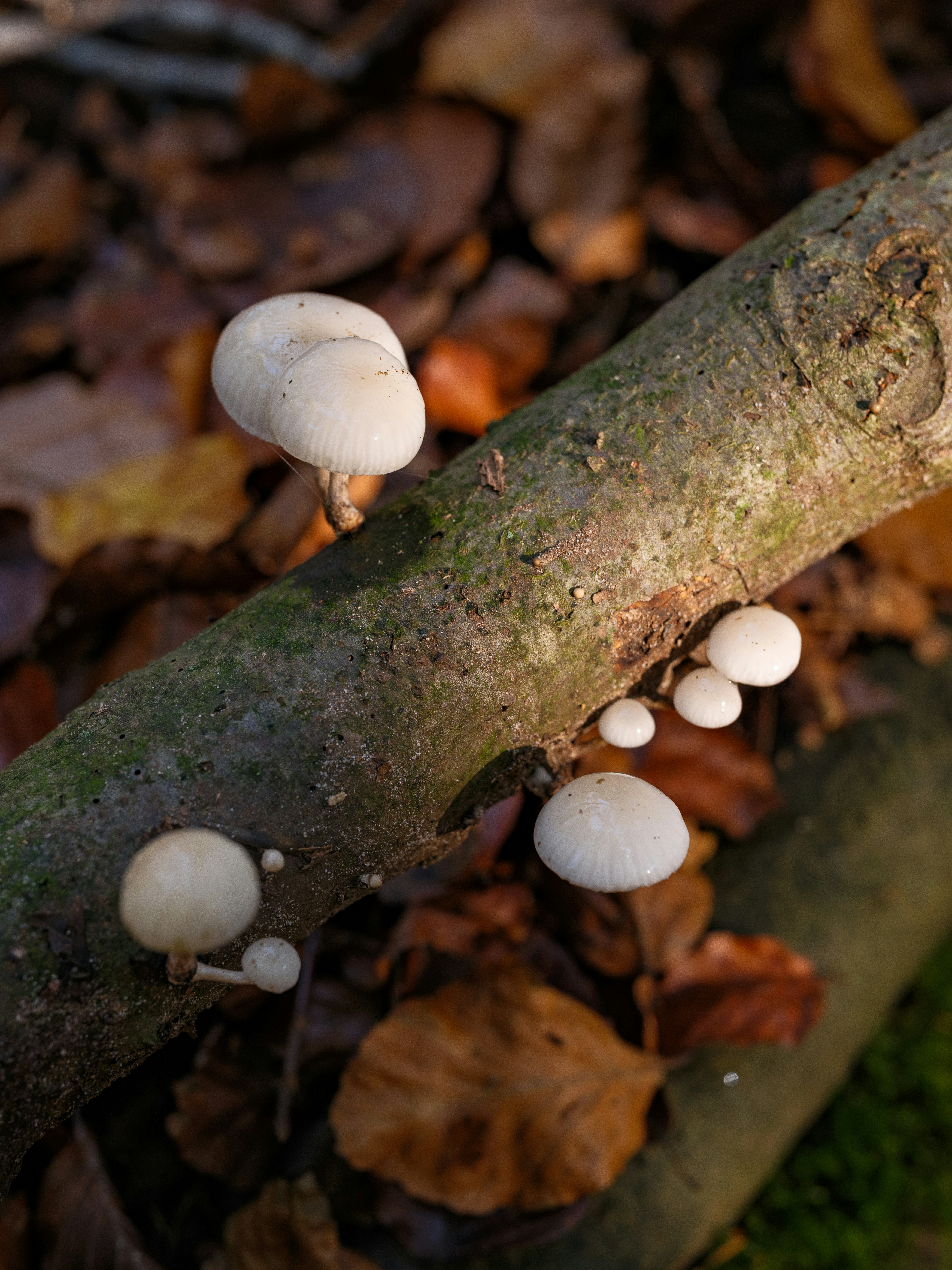 Mushroom Choir on a Mossy Log in Dappled Autumn Light