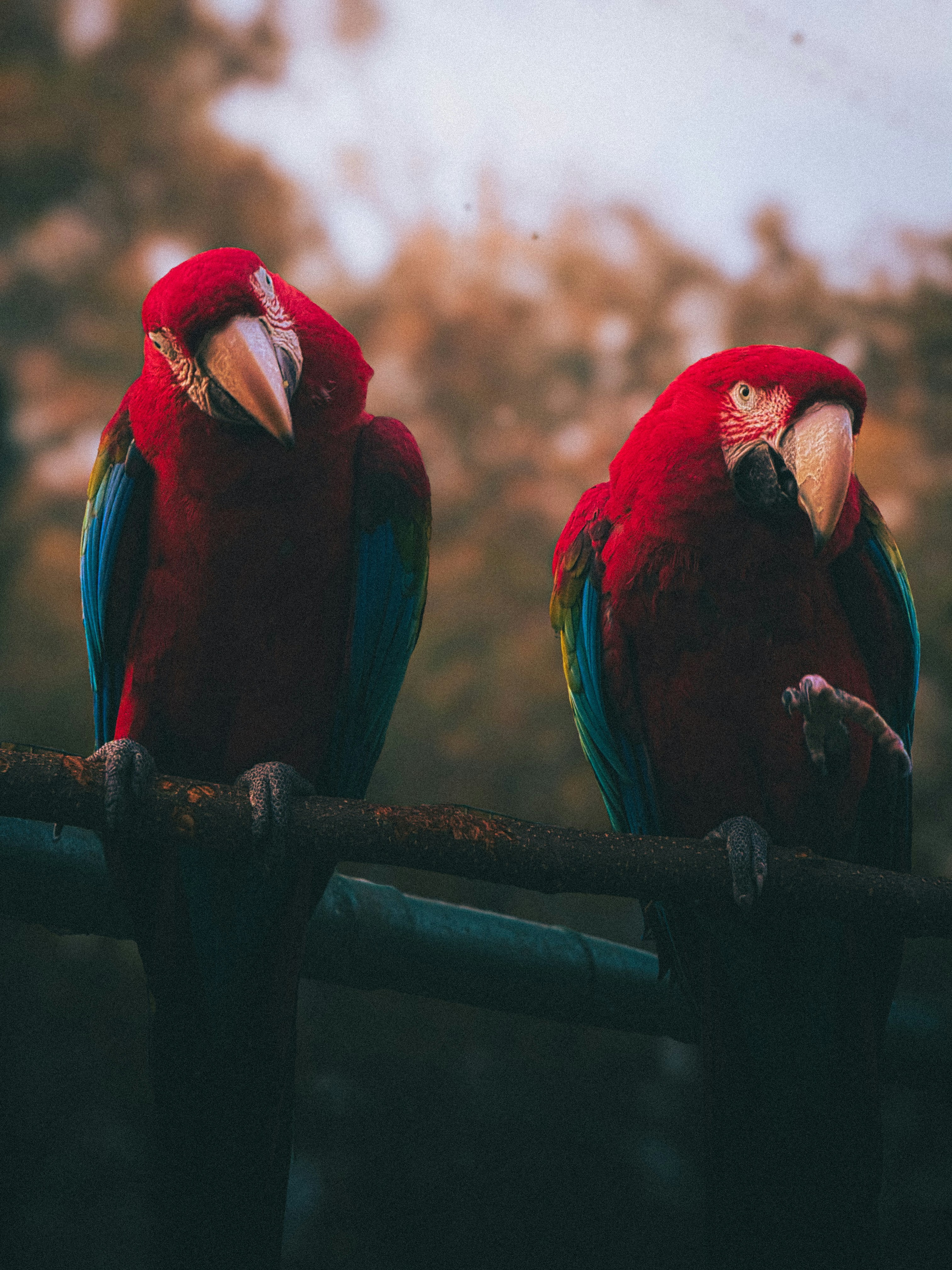 Two colorful parrots sitting on a wooden fence