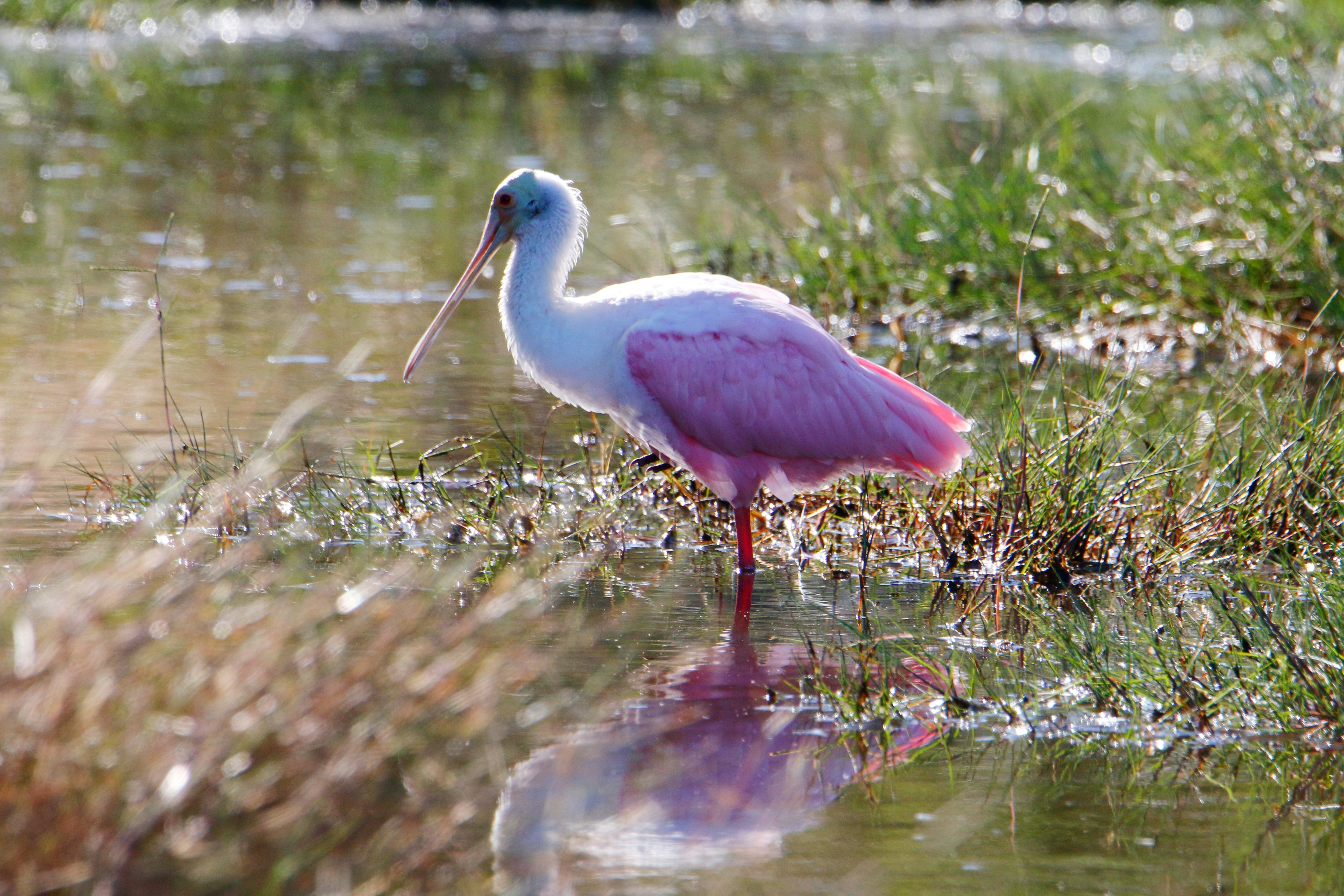 Roseate Spoonbill in Quiet Marsh Light