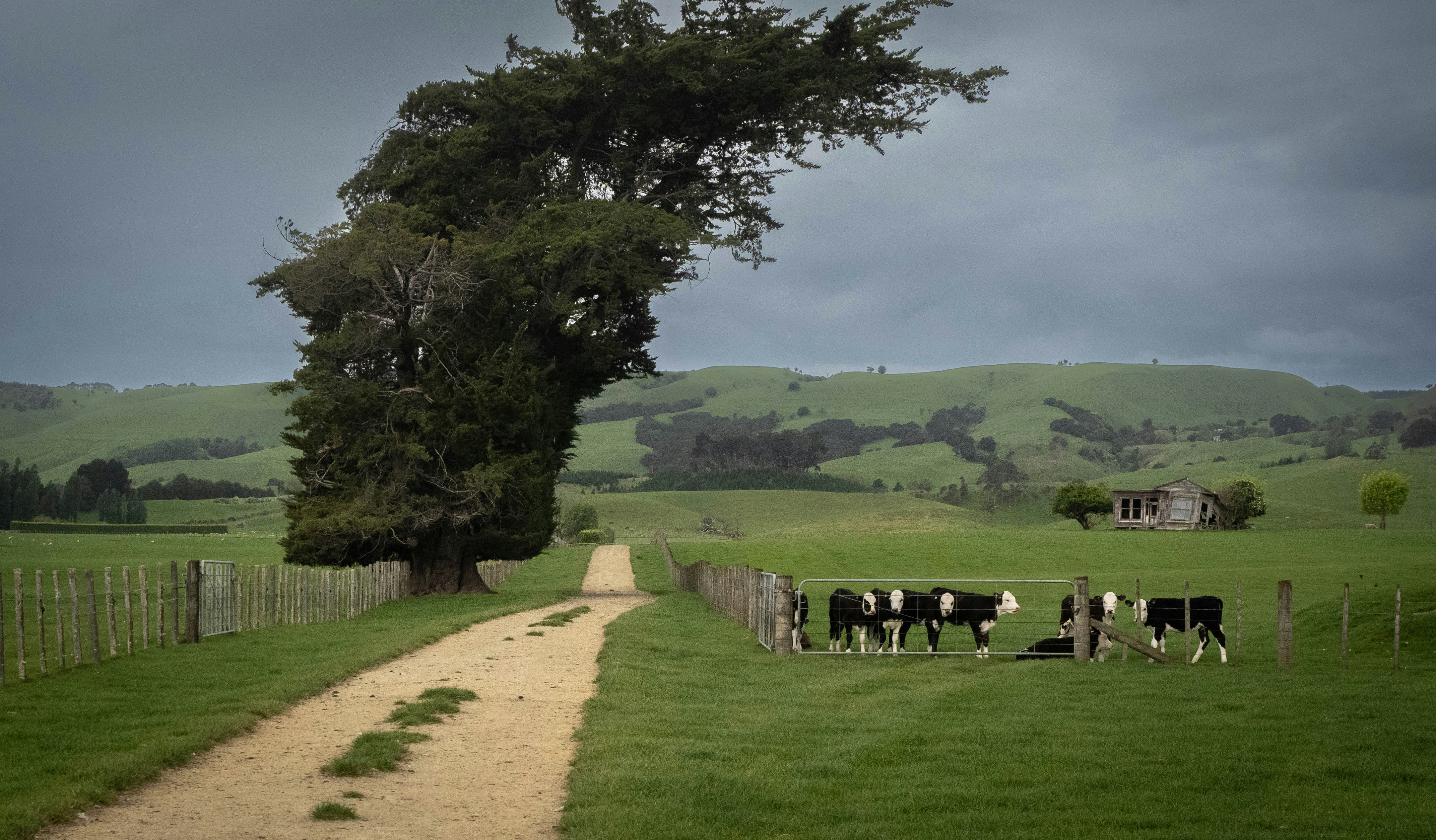 The Sentinel Tree and the Distant Farm