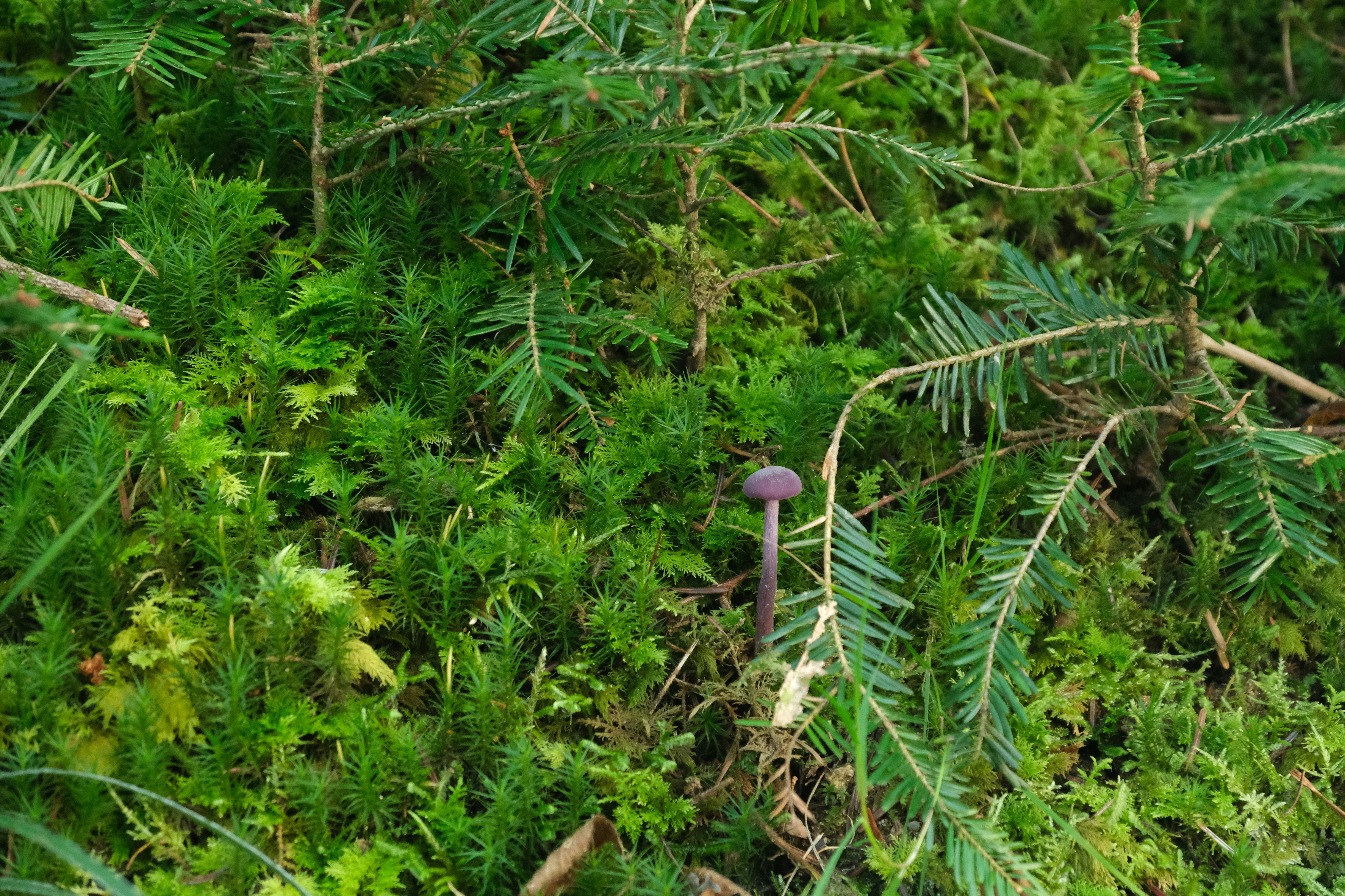 Purple Sentinel Among Mossy Green Understory