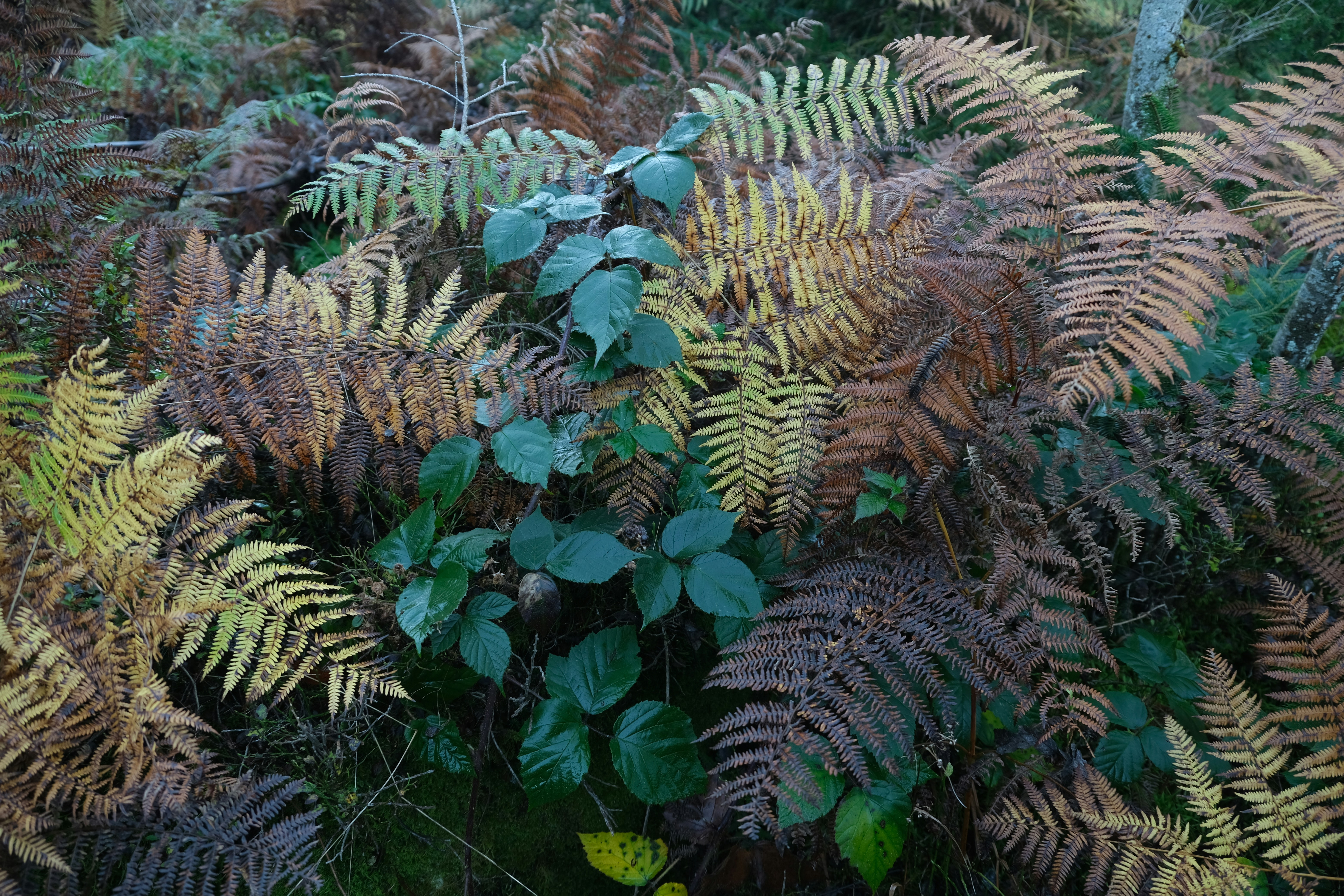 Silent Ferns: Autumn Tidings in a Green Underworld