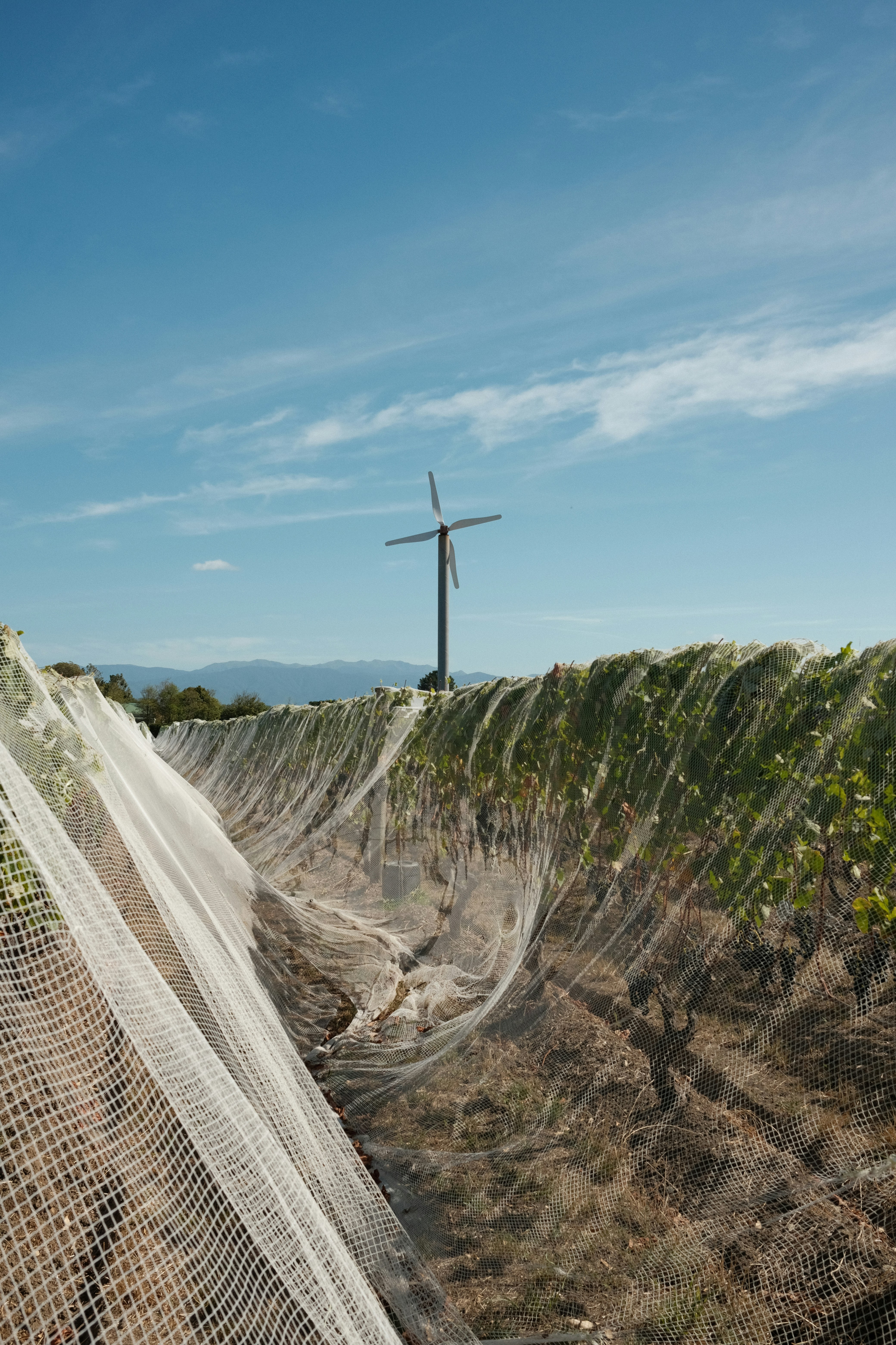 Wind Turbine Among Netted Rows: A Hushed Field Under a Bright Sky