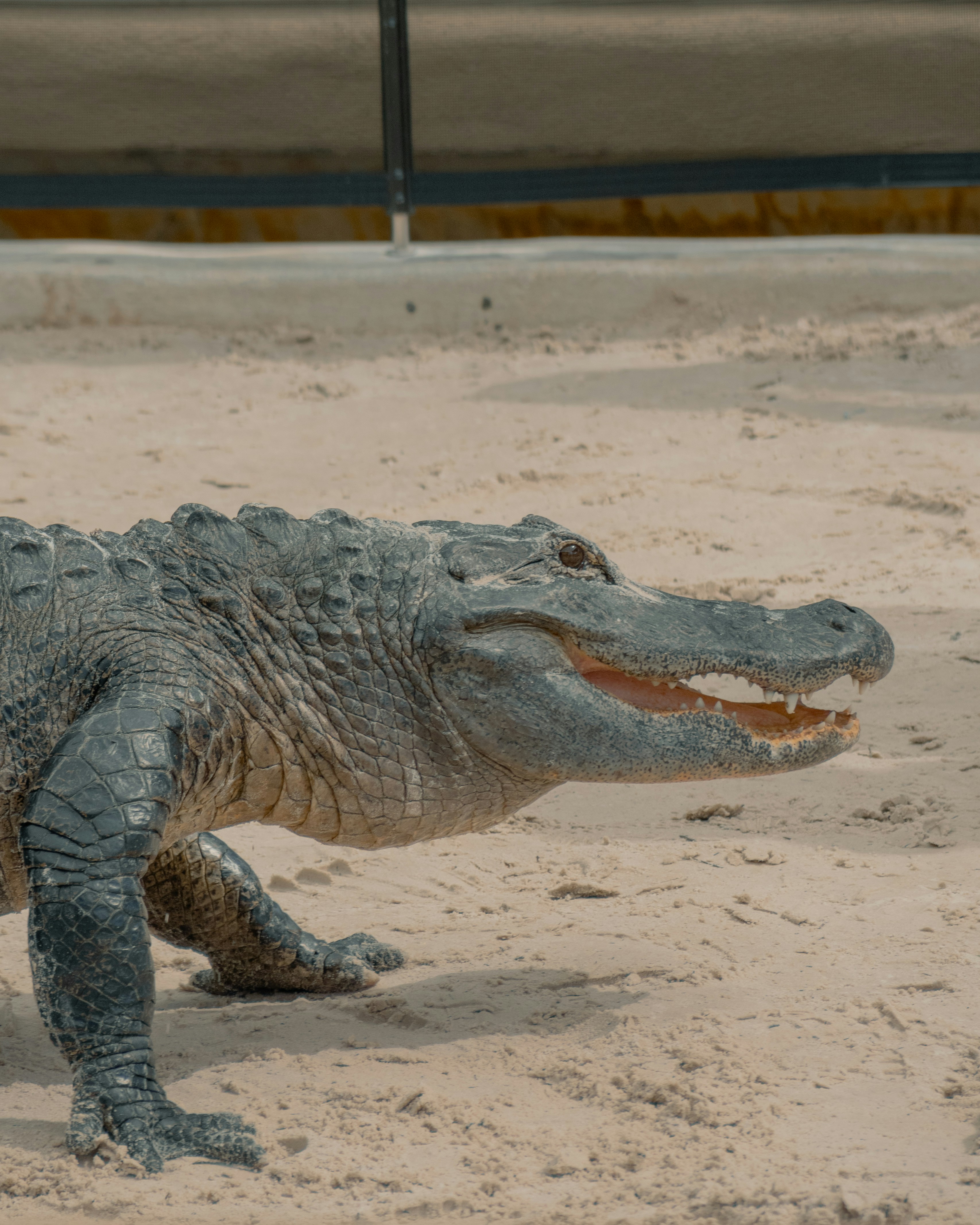 A large alligator sitting on top of a sandy ground photo – Free Reptile Image on Unsplash