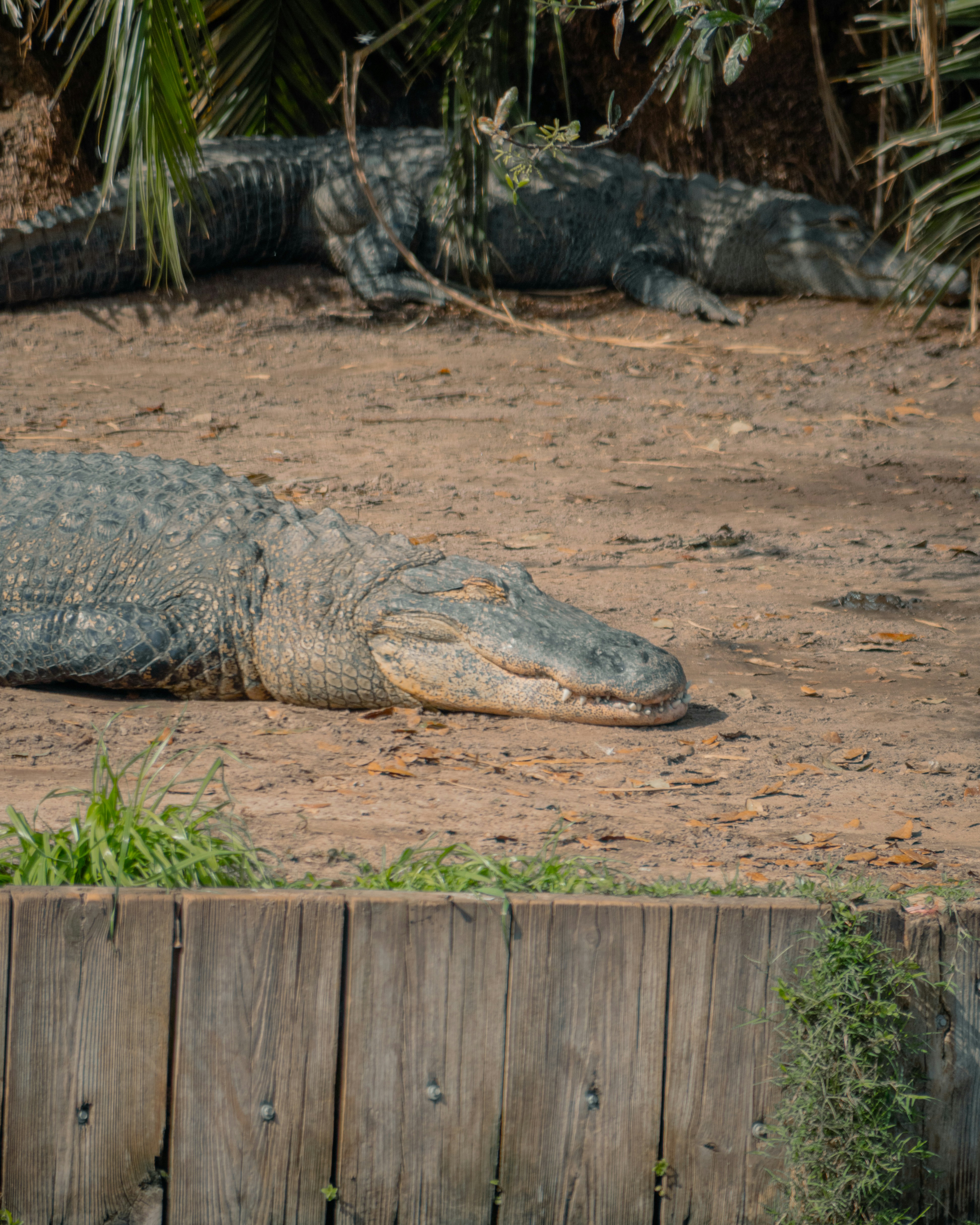 Sunlit Tranquility: Crocodile Rest Along Mud and Timber