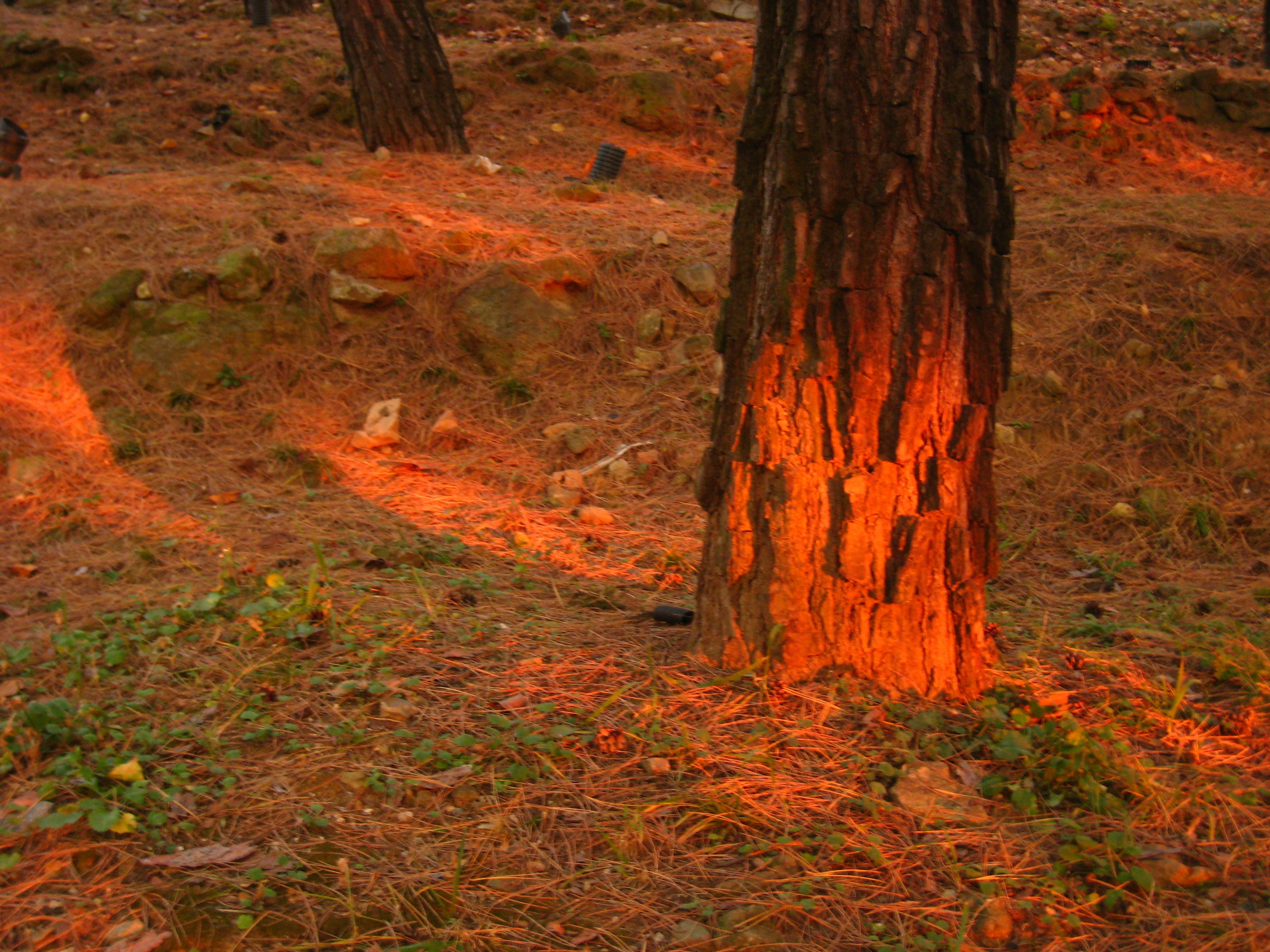 Forest floor covered with pine needles is bathed in warm orange light. A sturdy tree trunk on the right catches the sunset glow, anchoring the composition.