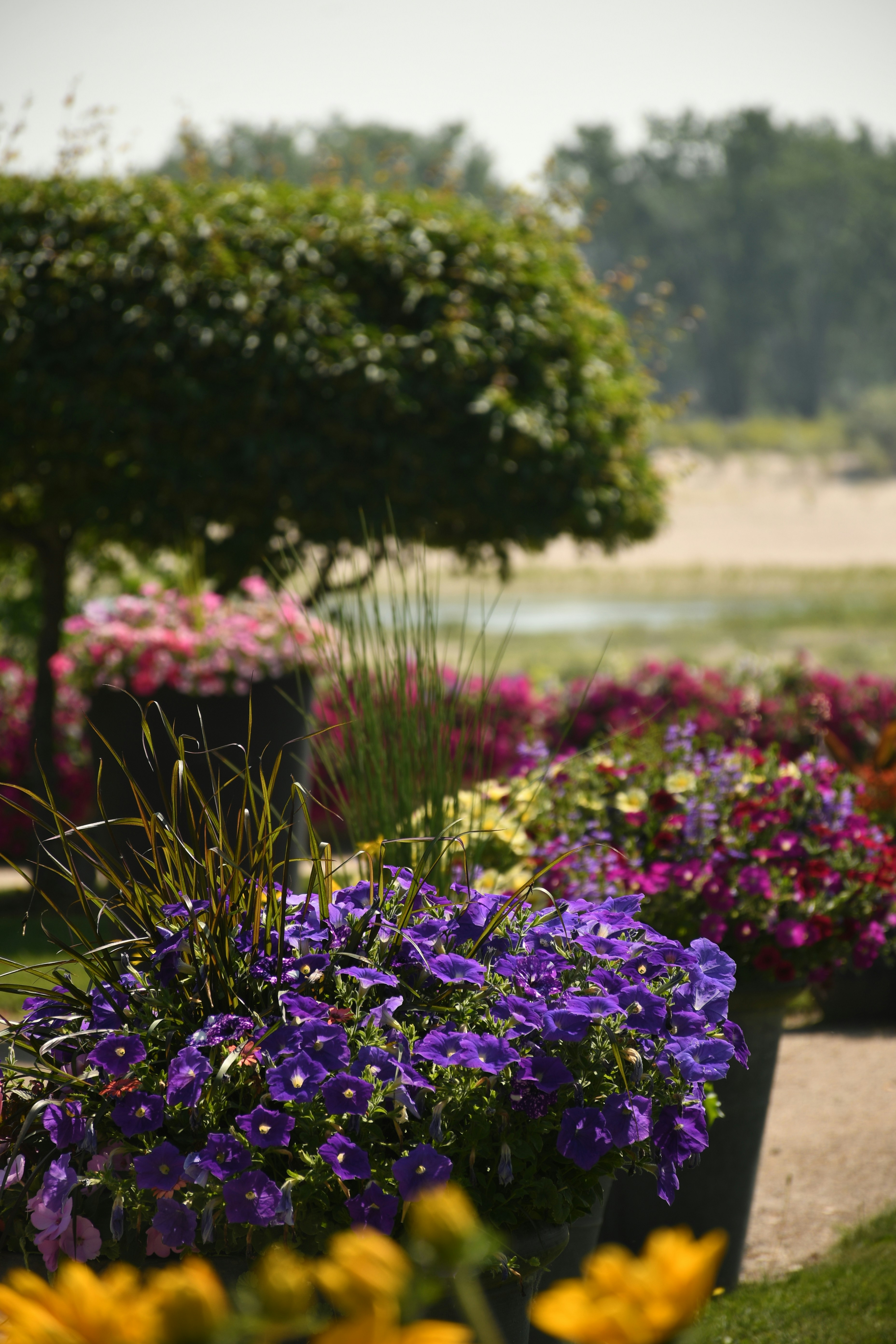 A park filled with lots of colorful flowers photo – Free Saskatoon ...