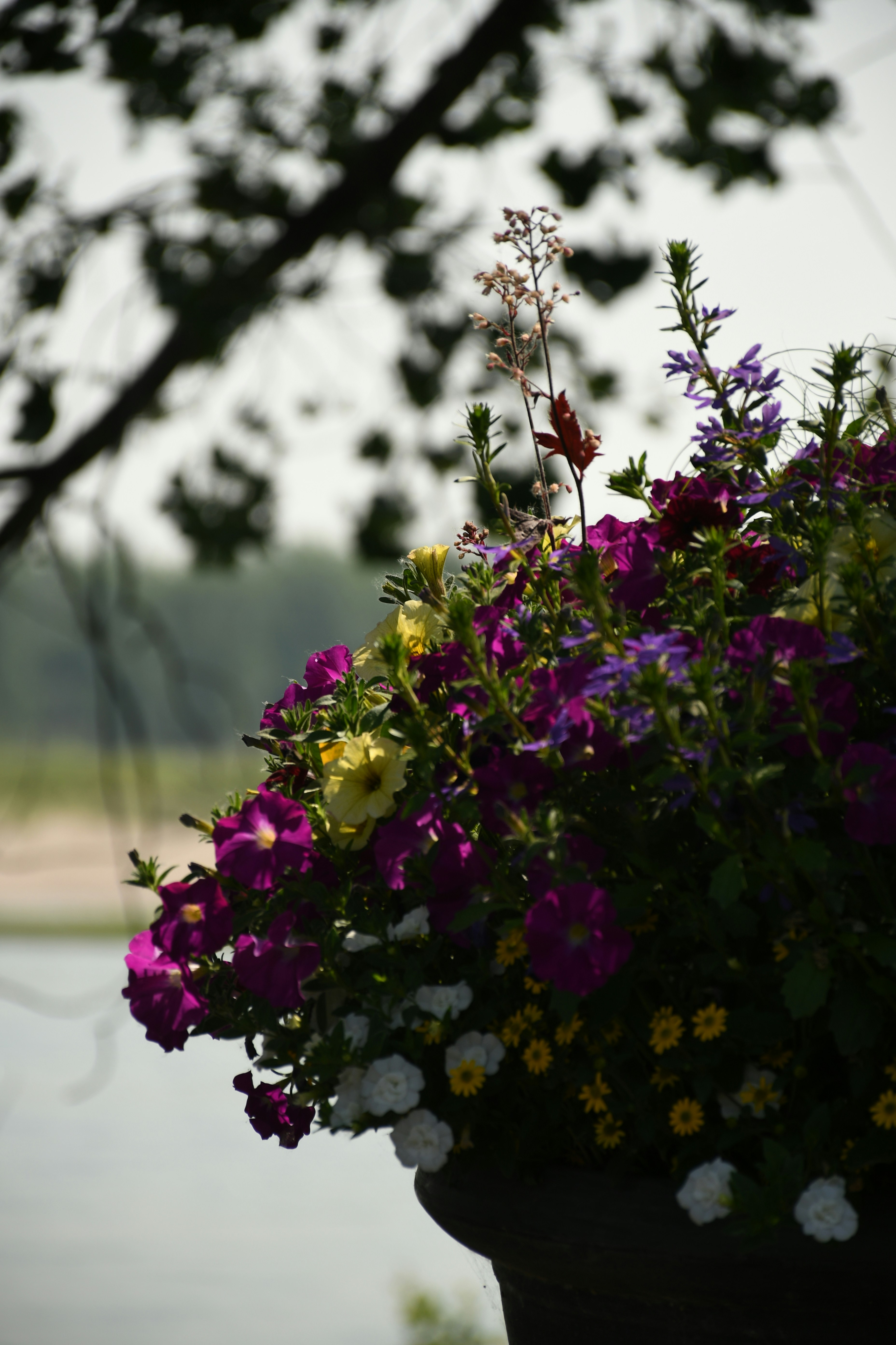 Blooming Basket in Soft Backlight