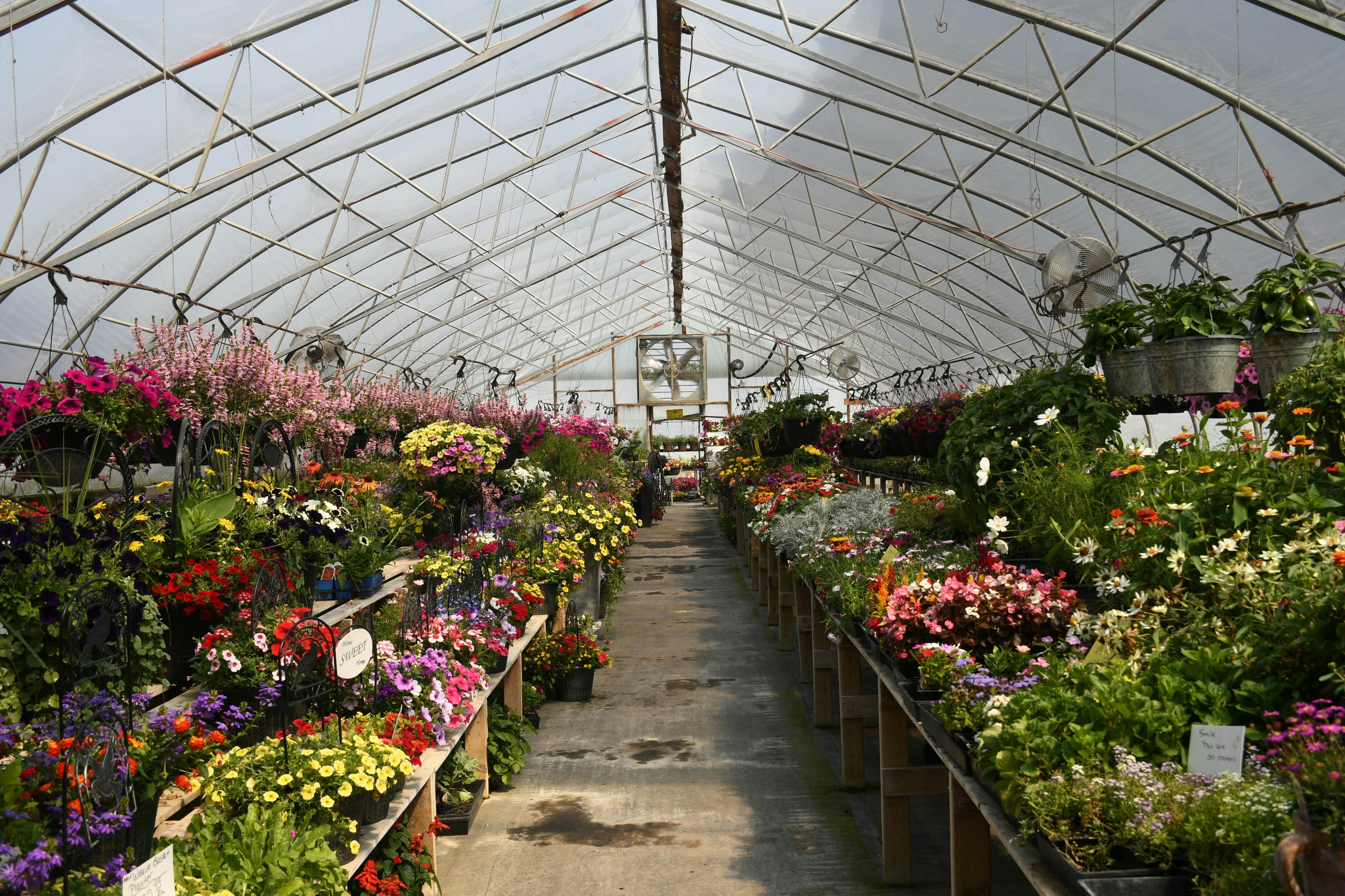Petal-Laden Passage: A Glasshouse Aisle Toward Daylight