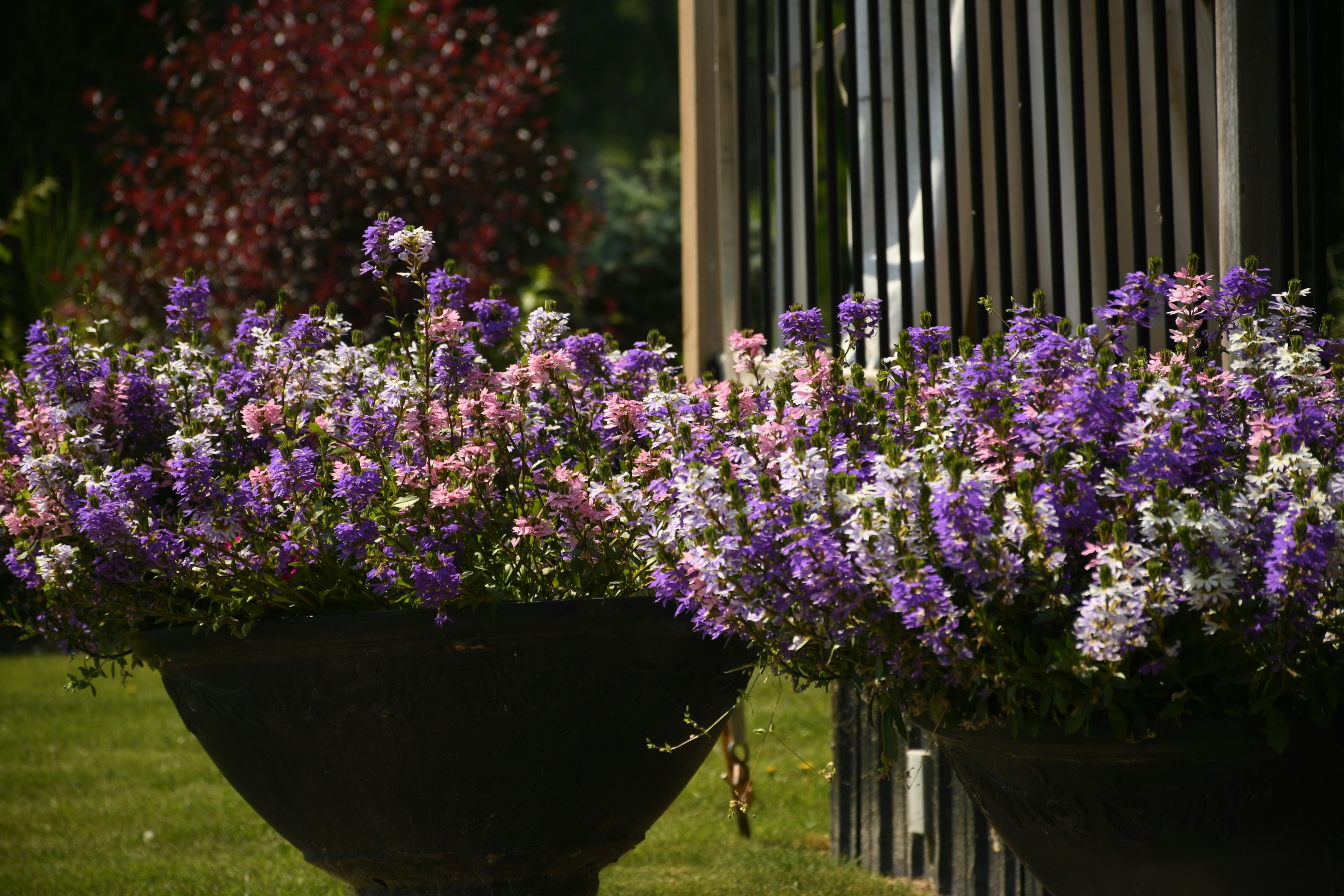 Vibrant Floral Symphony by the Garden Fence