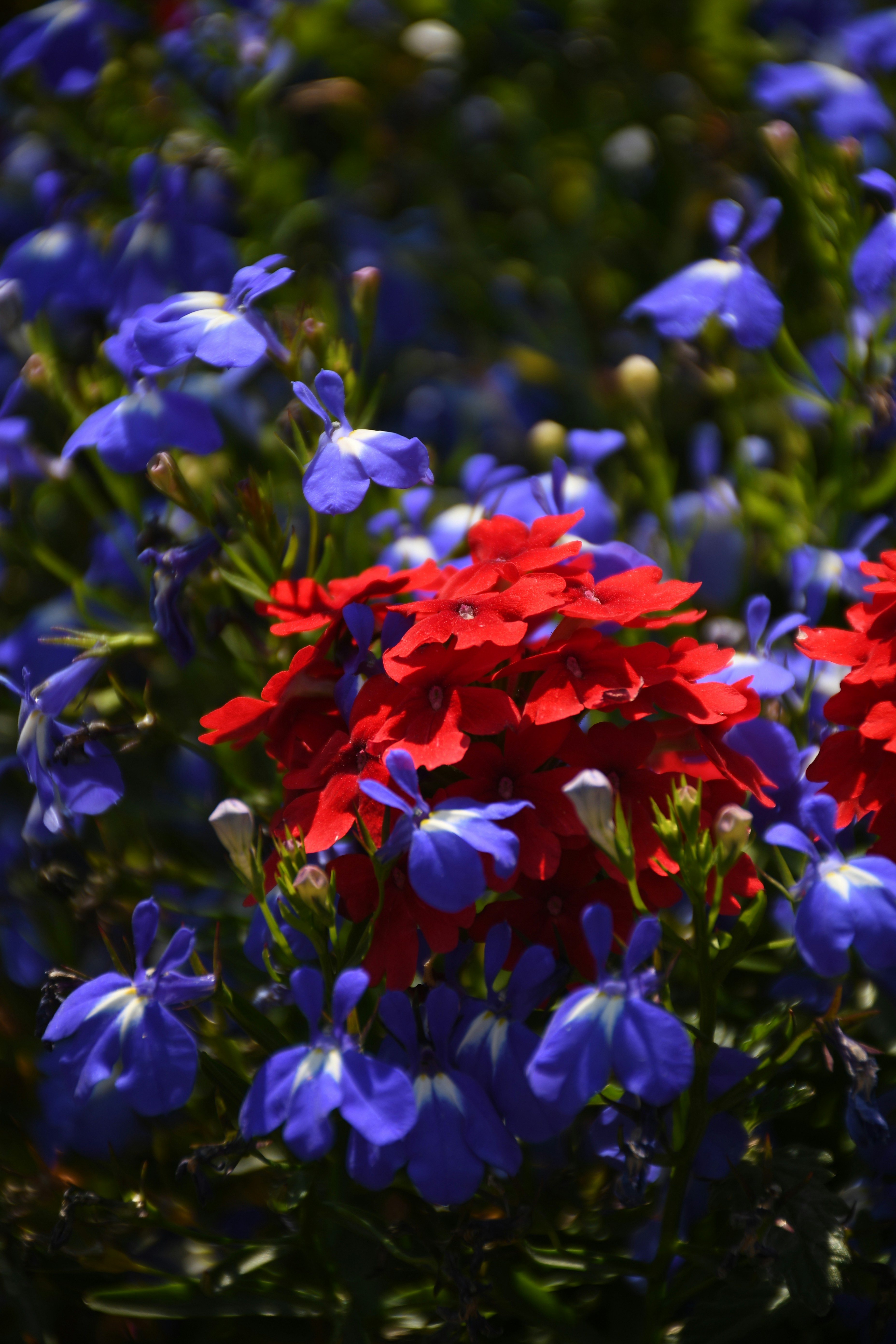 A bunch of red and blue flowers in a field