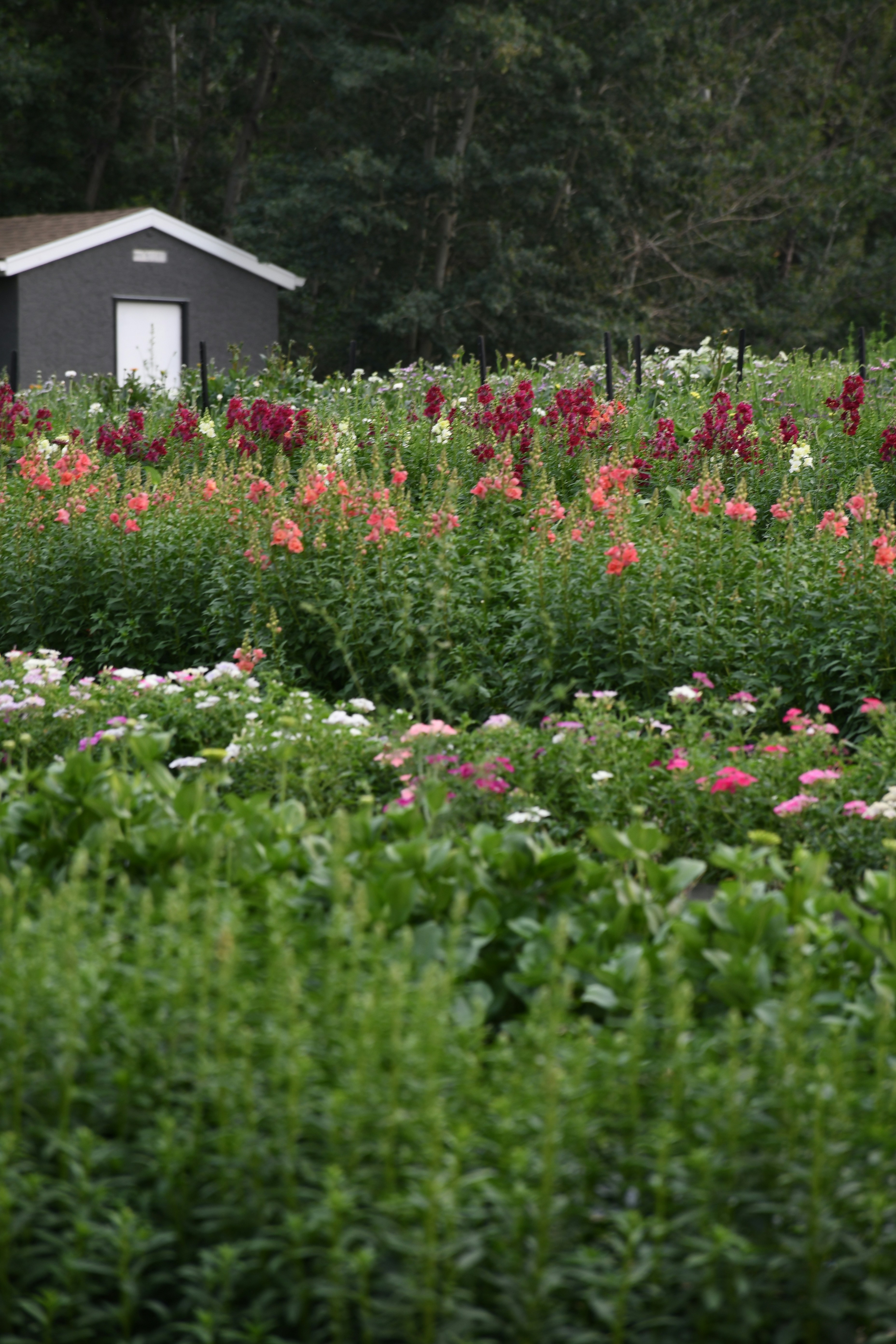 A field of flowers with a shed in the background photo – Free Saskatoon ...