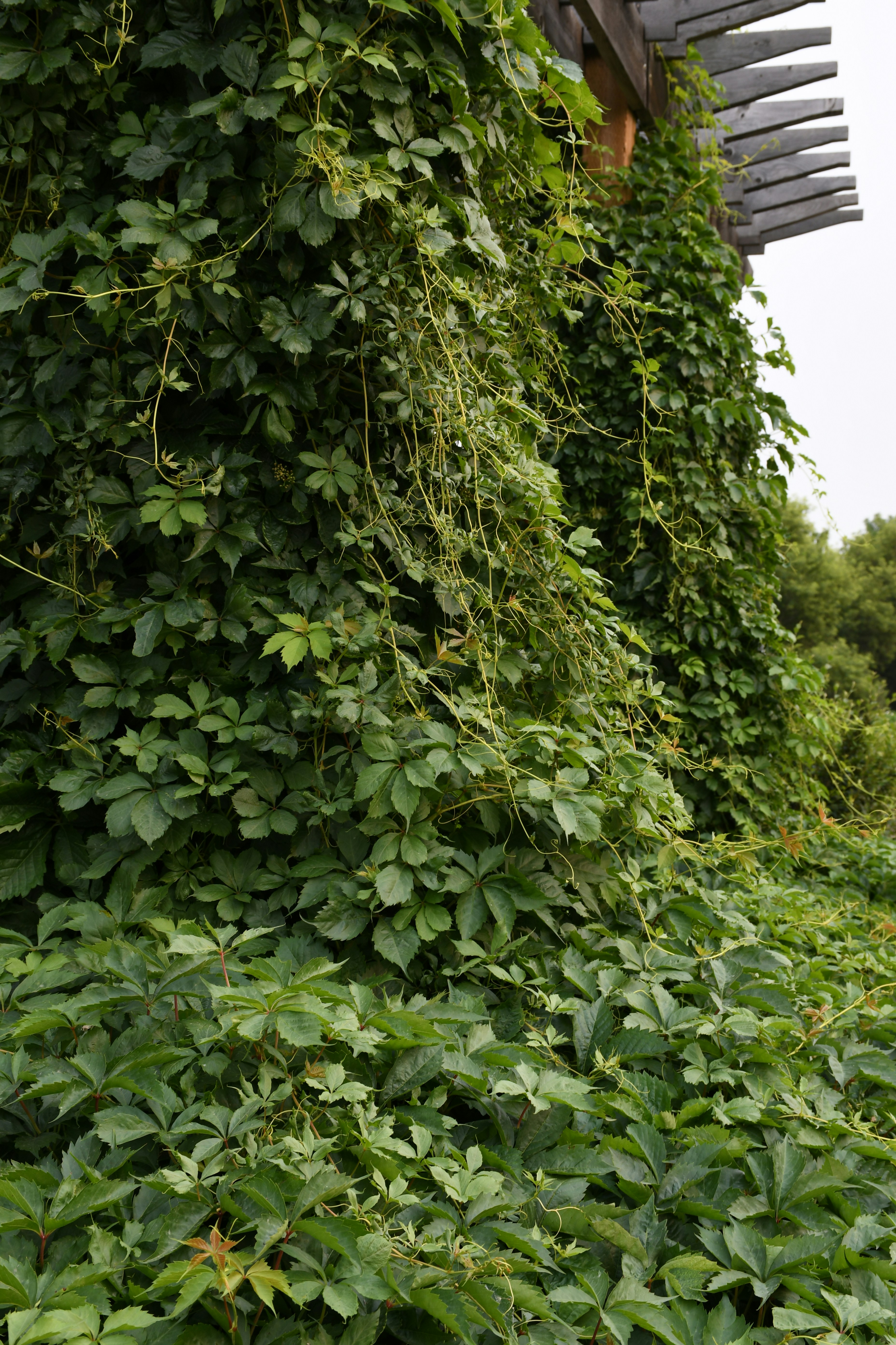 Ivy Cascade on a Rustic Structure