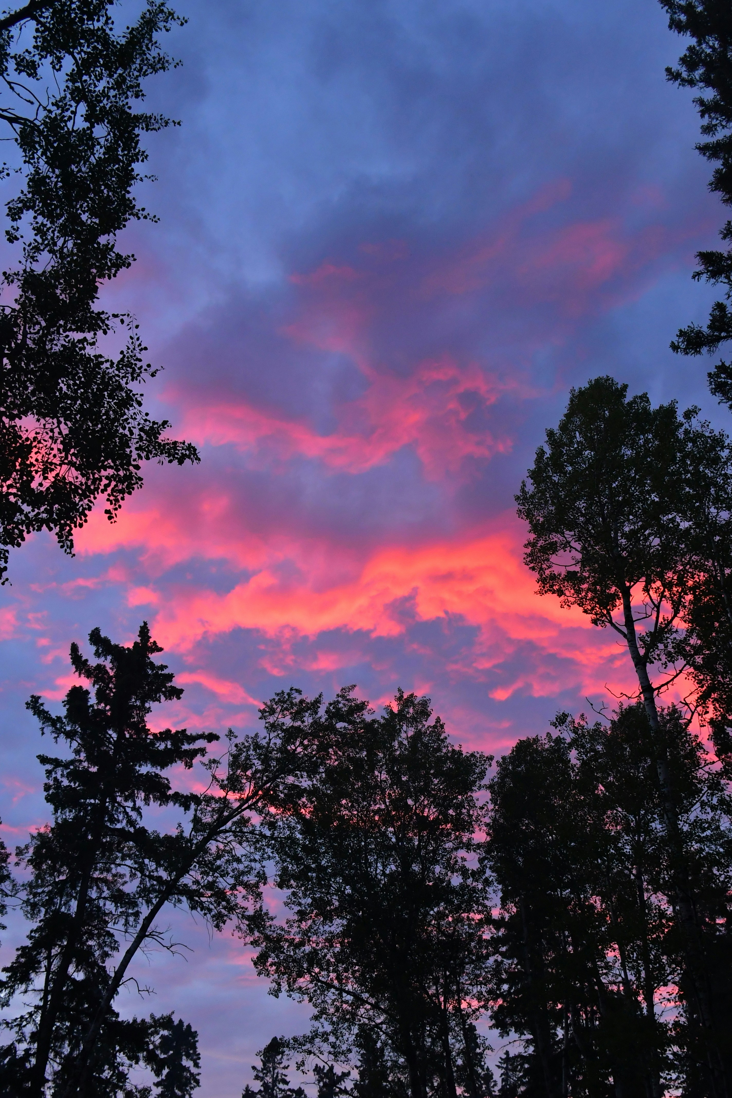 A pink and blue sky with trees in the foreground photo – Free Saskatoon ...