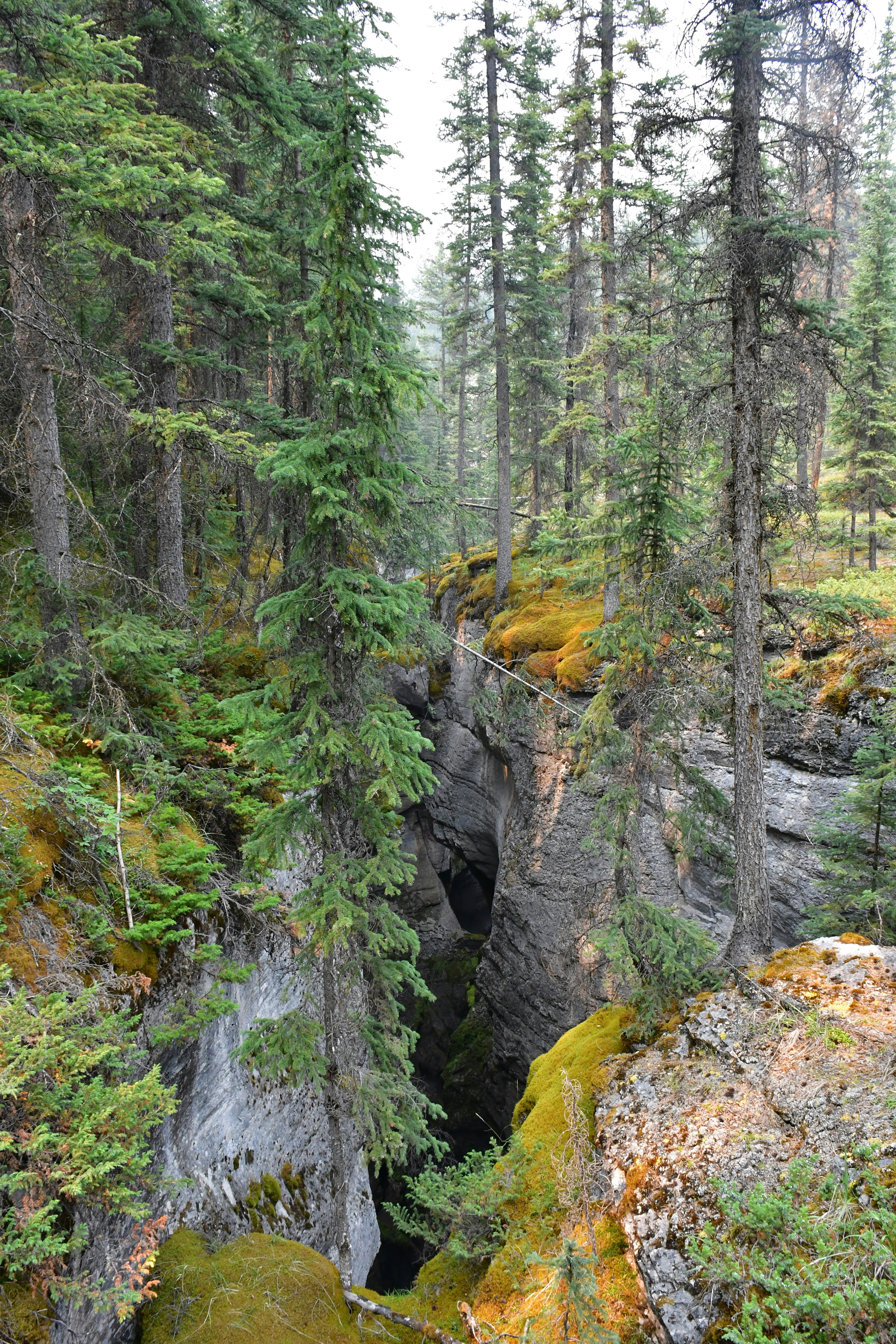 A narrow ravine in the middle of a forest photo – Free Jasper national ...