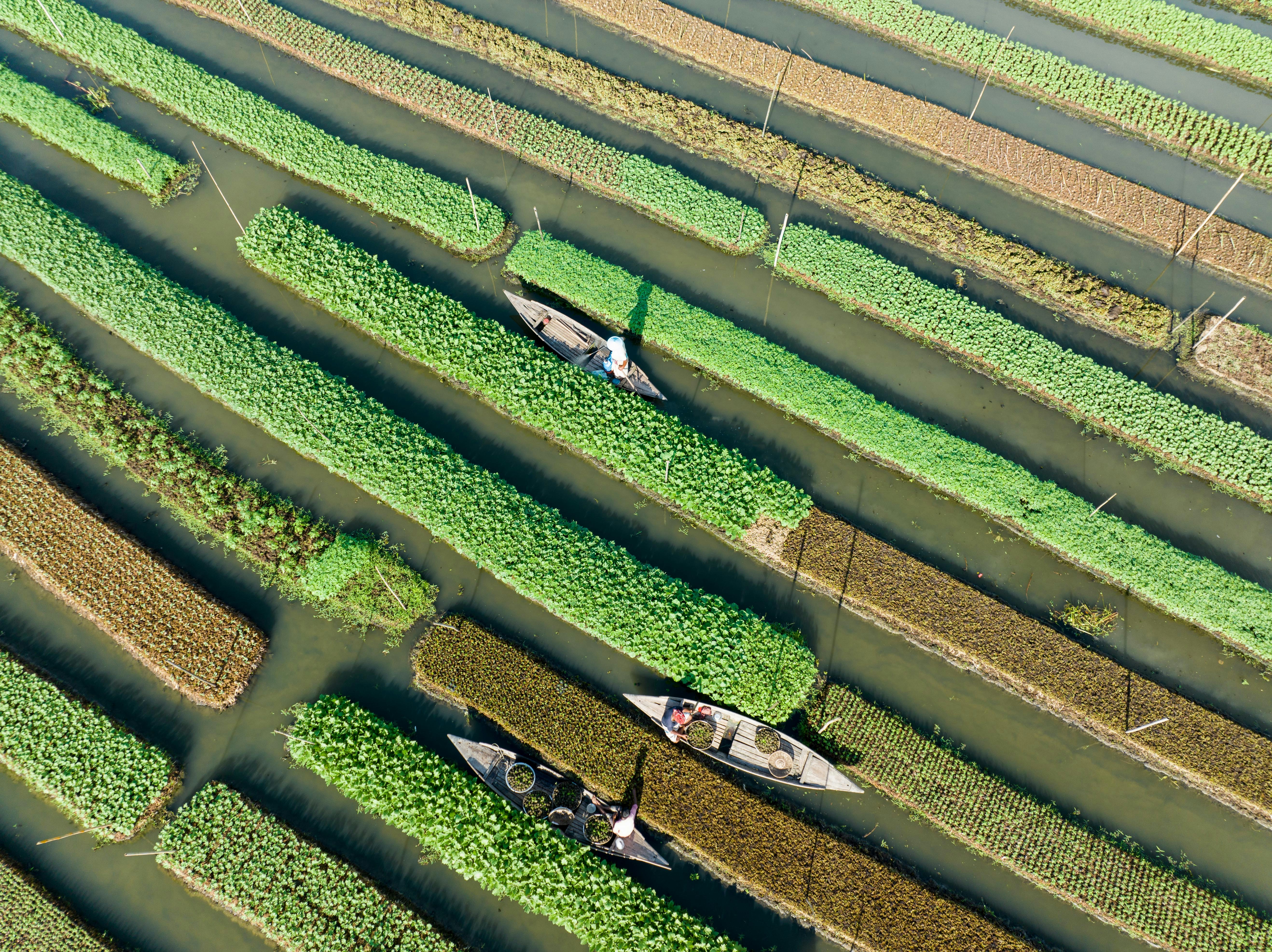Rowed Through Emerald Corridors: A Drone View of Terraced Fields