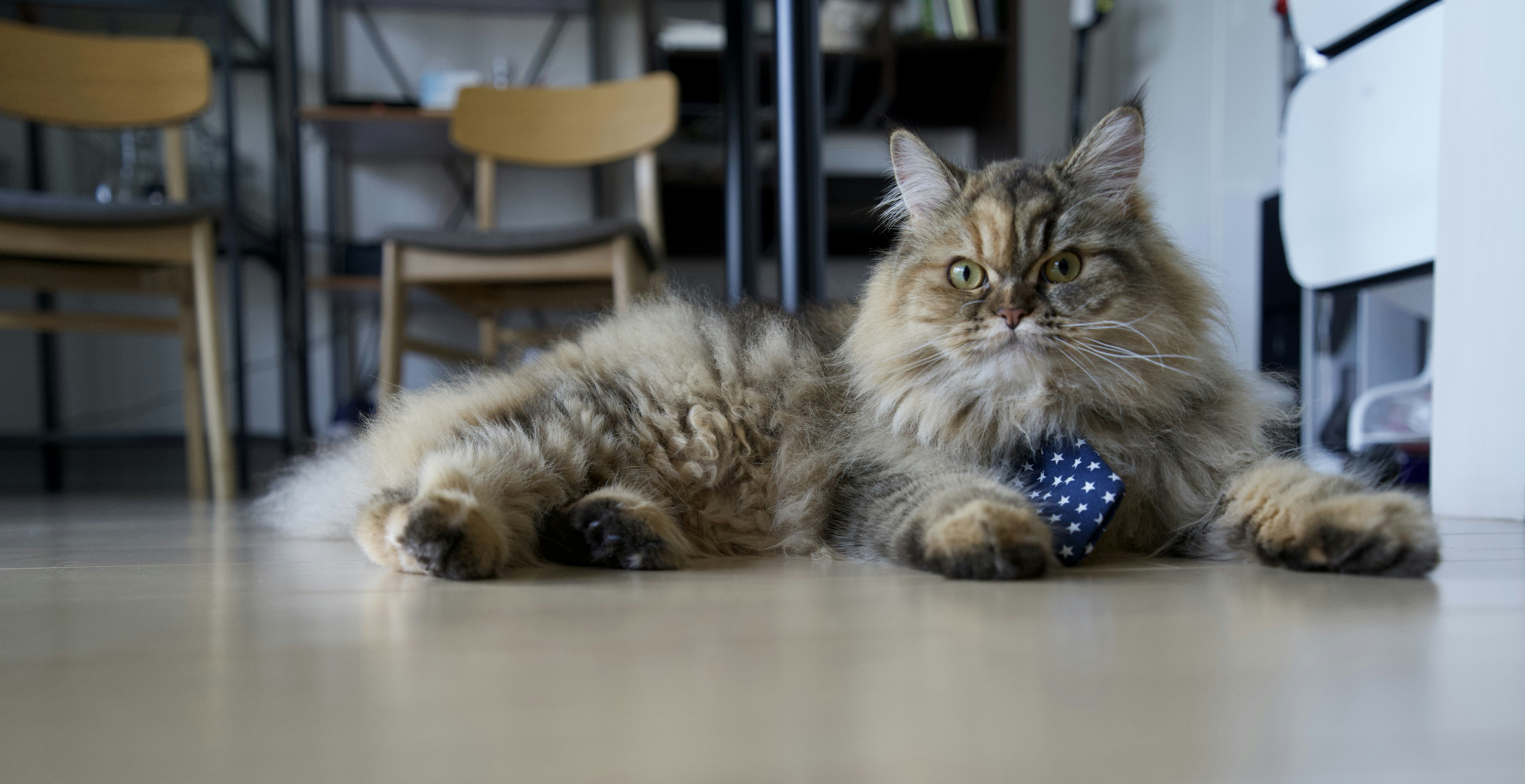 A fluffy cat with a bow tie laying on the floor photo – Free Cat Image ...