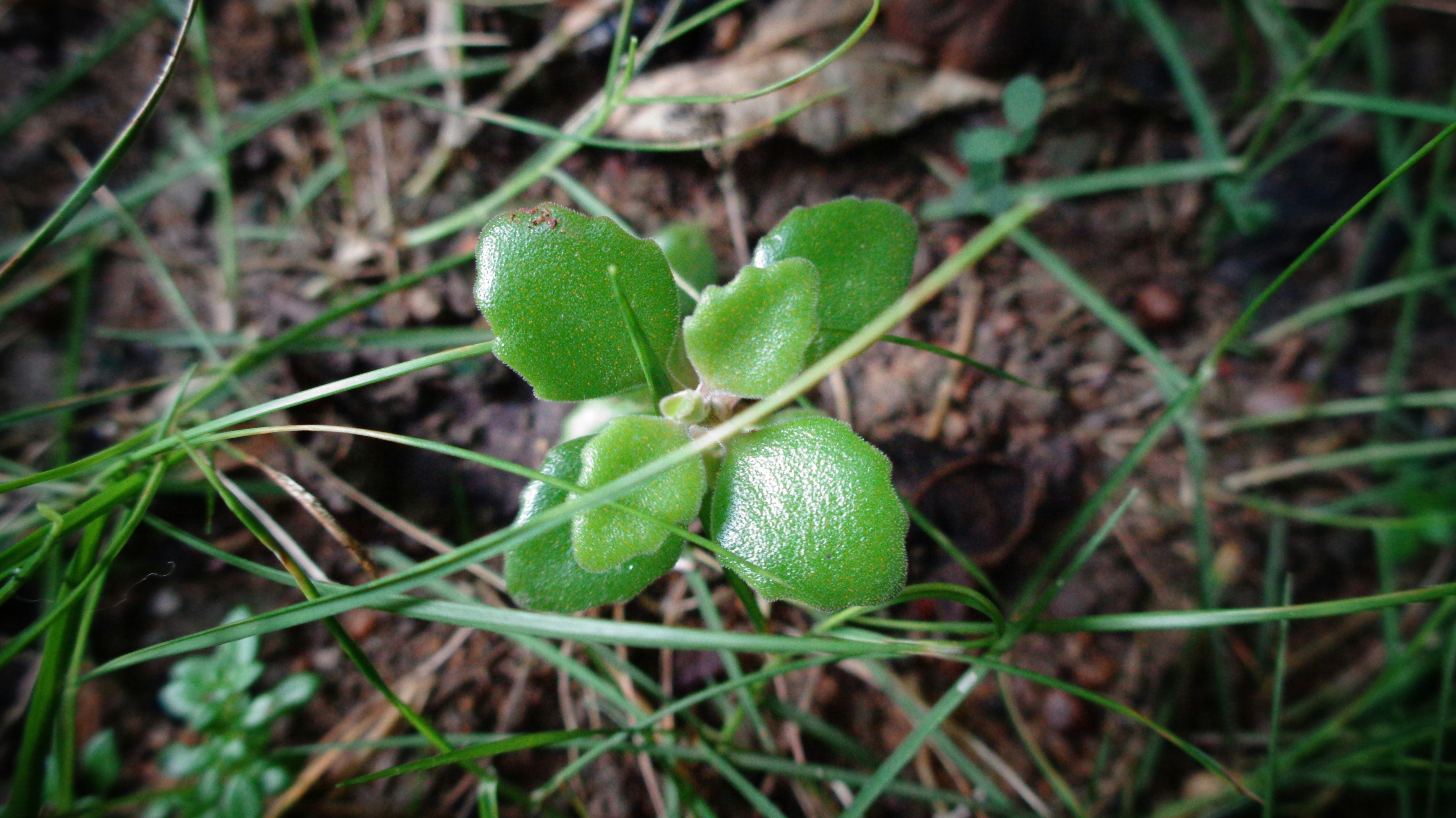 Macro photograph of a tiny green sprout growing among blades of grass.