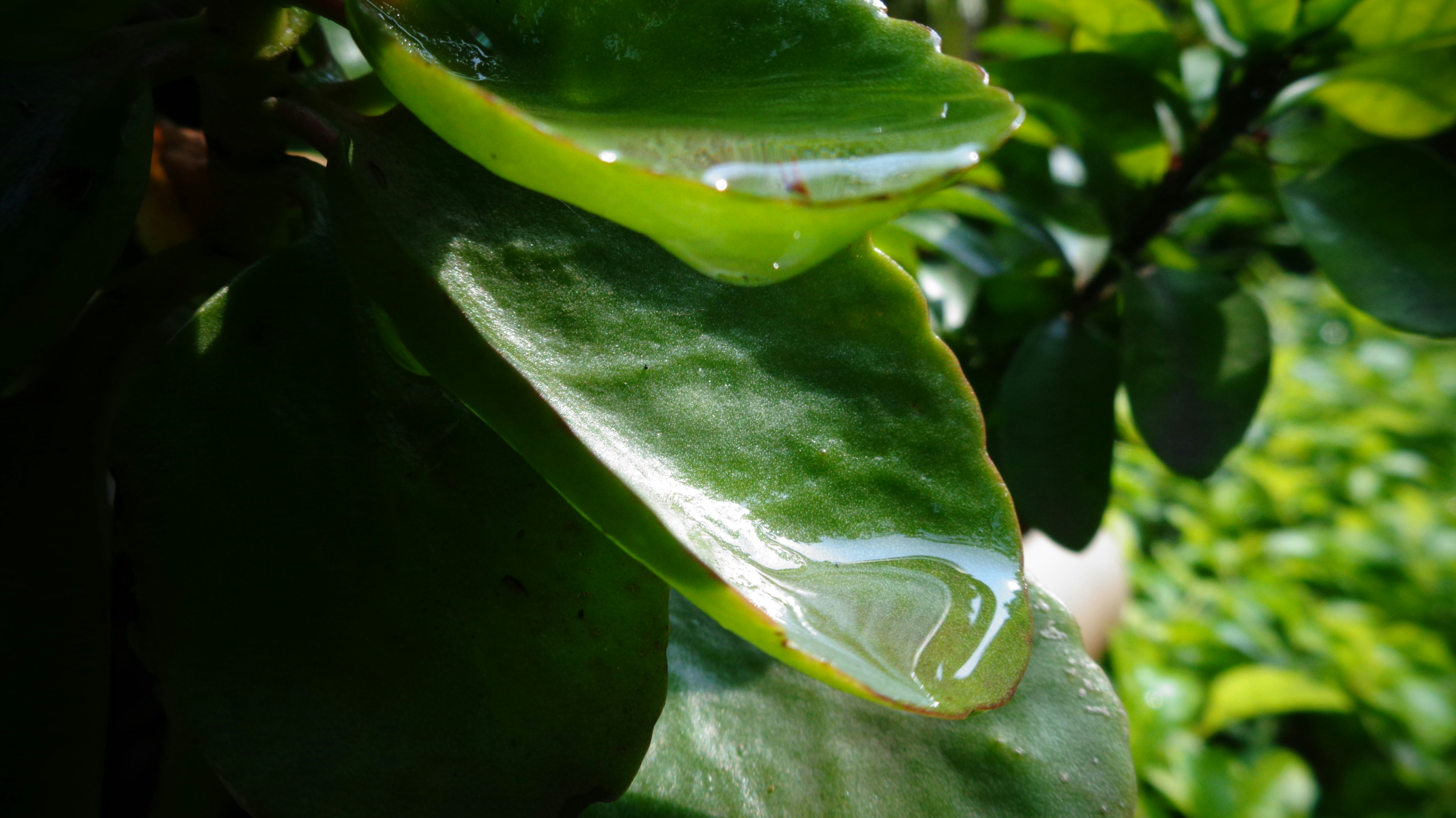 Photo by Pratiksha Sahu with Sony Cyber-shot W830