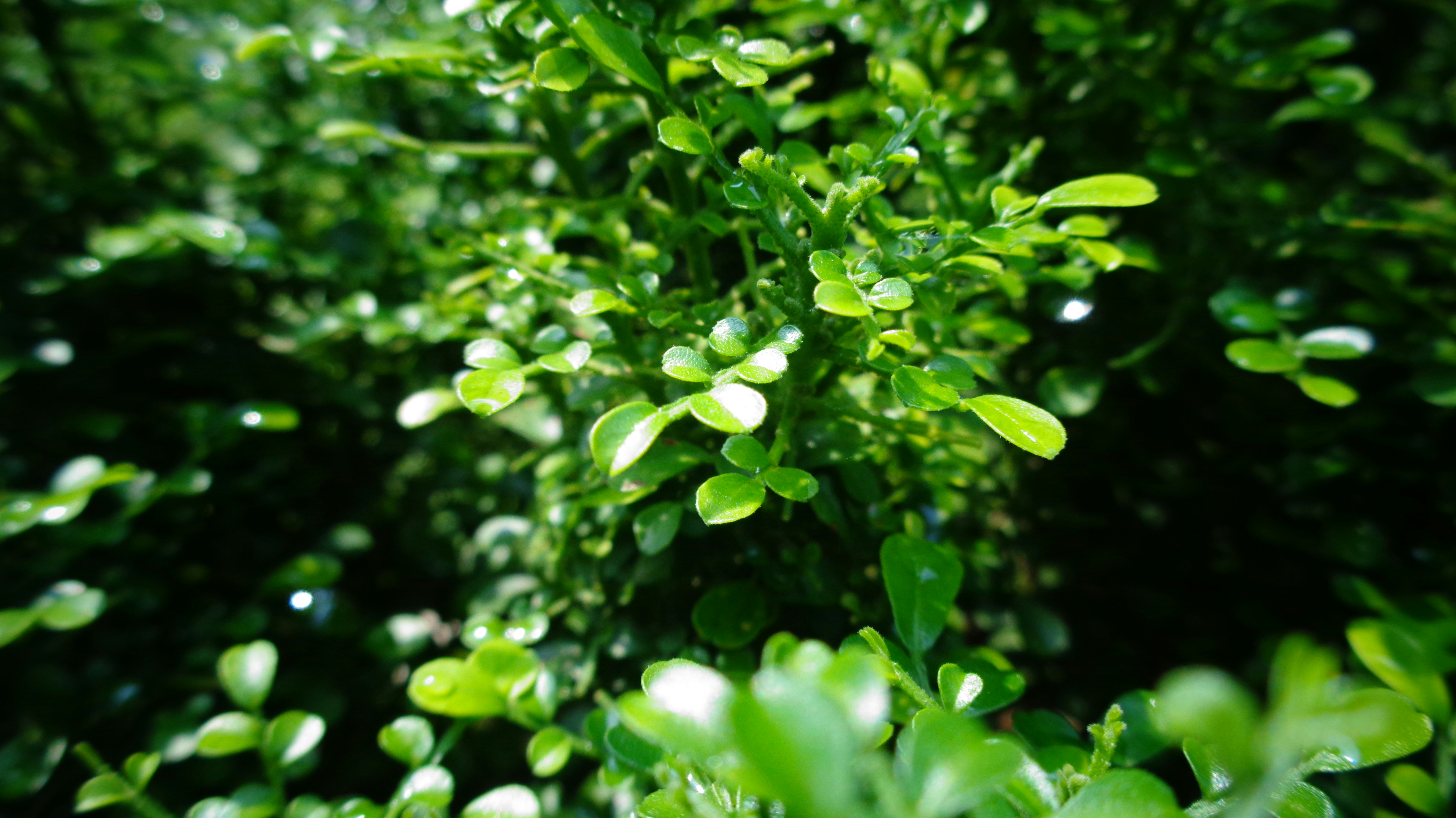 Photo by Pratiksha Sahu with Sony Cyber-shot W830