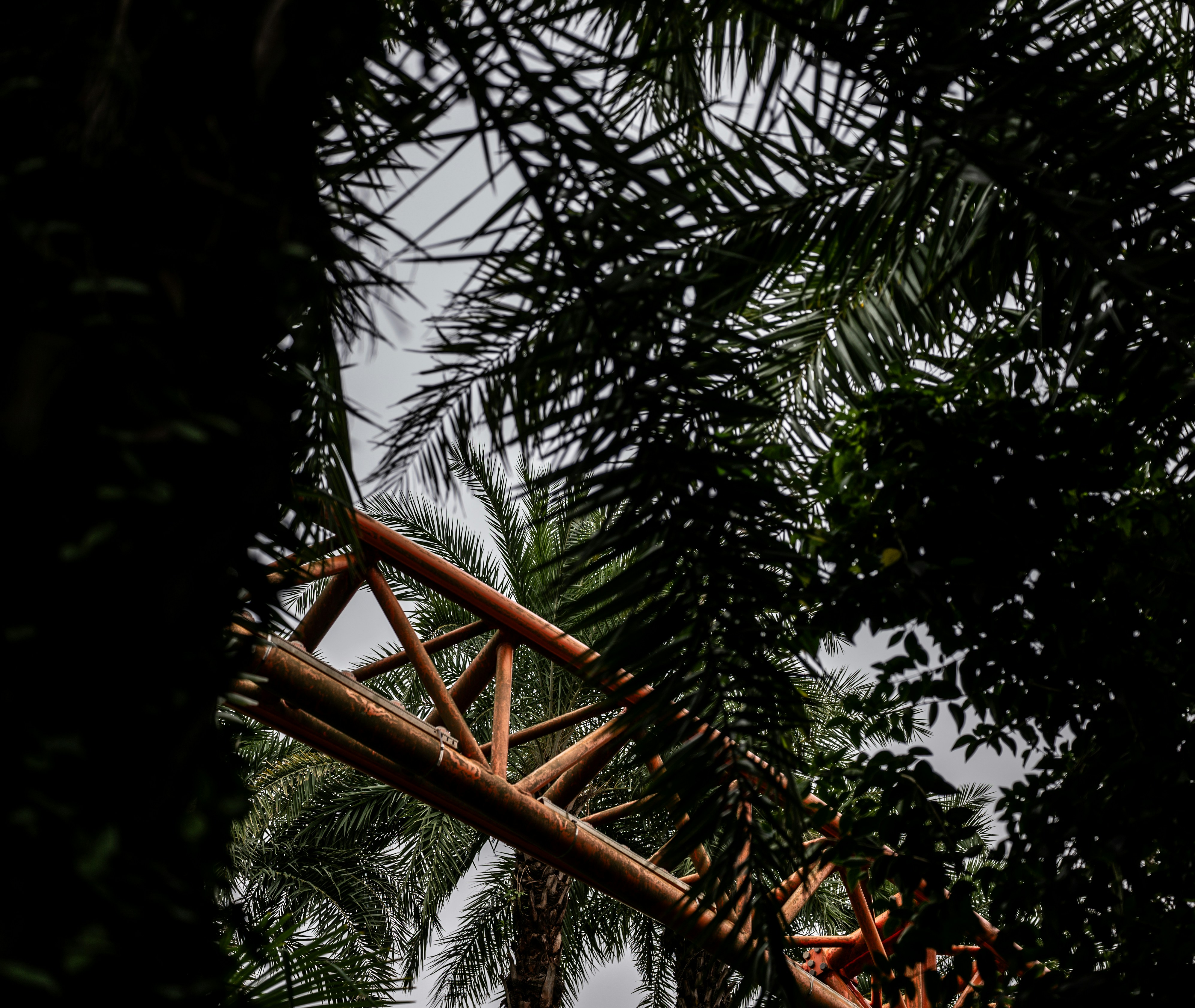 Orange Truss Pierces a Palm Canopy: Geometry in the Tropics
