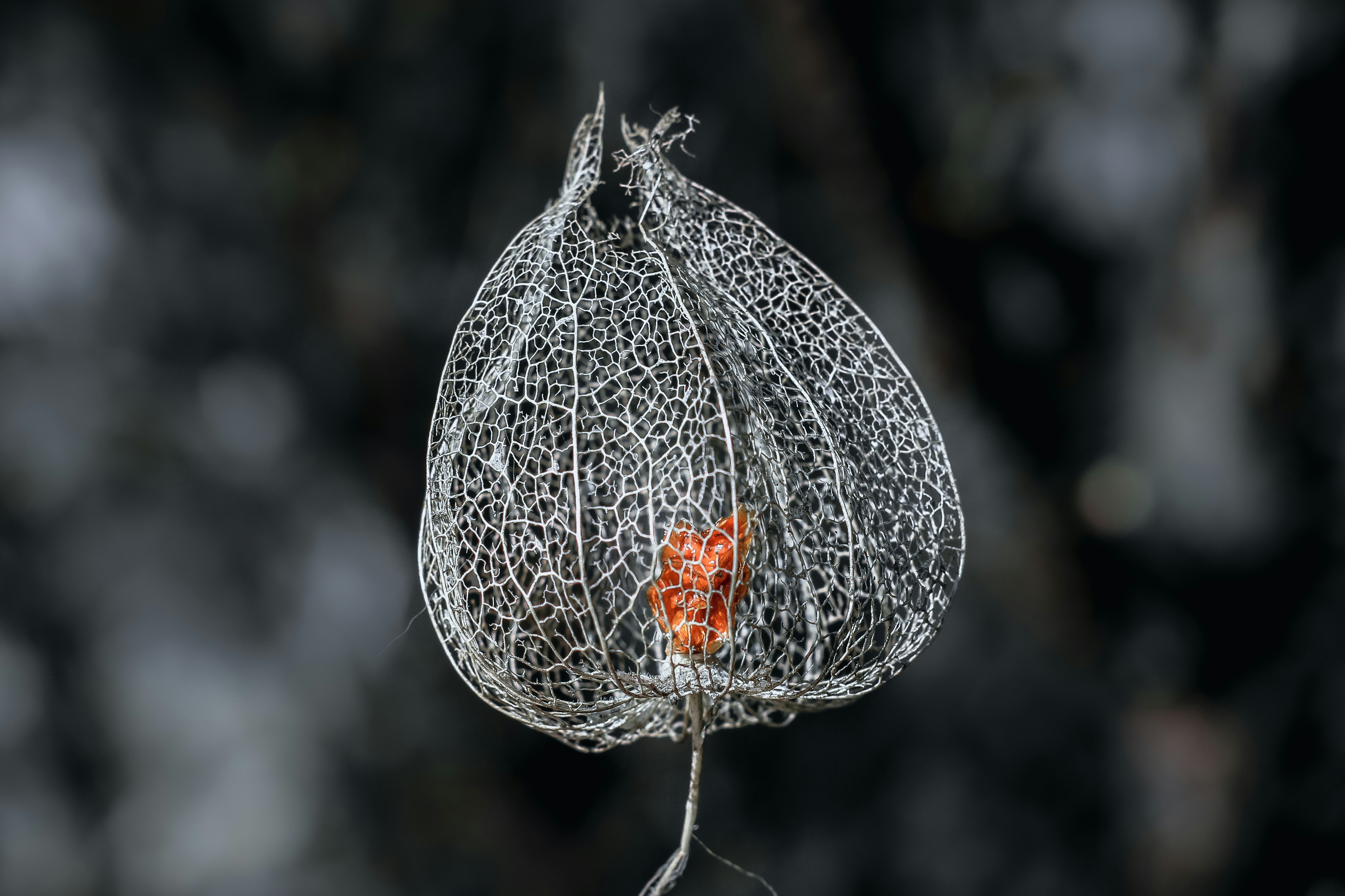 "Chinese Lantern Plant"
