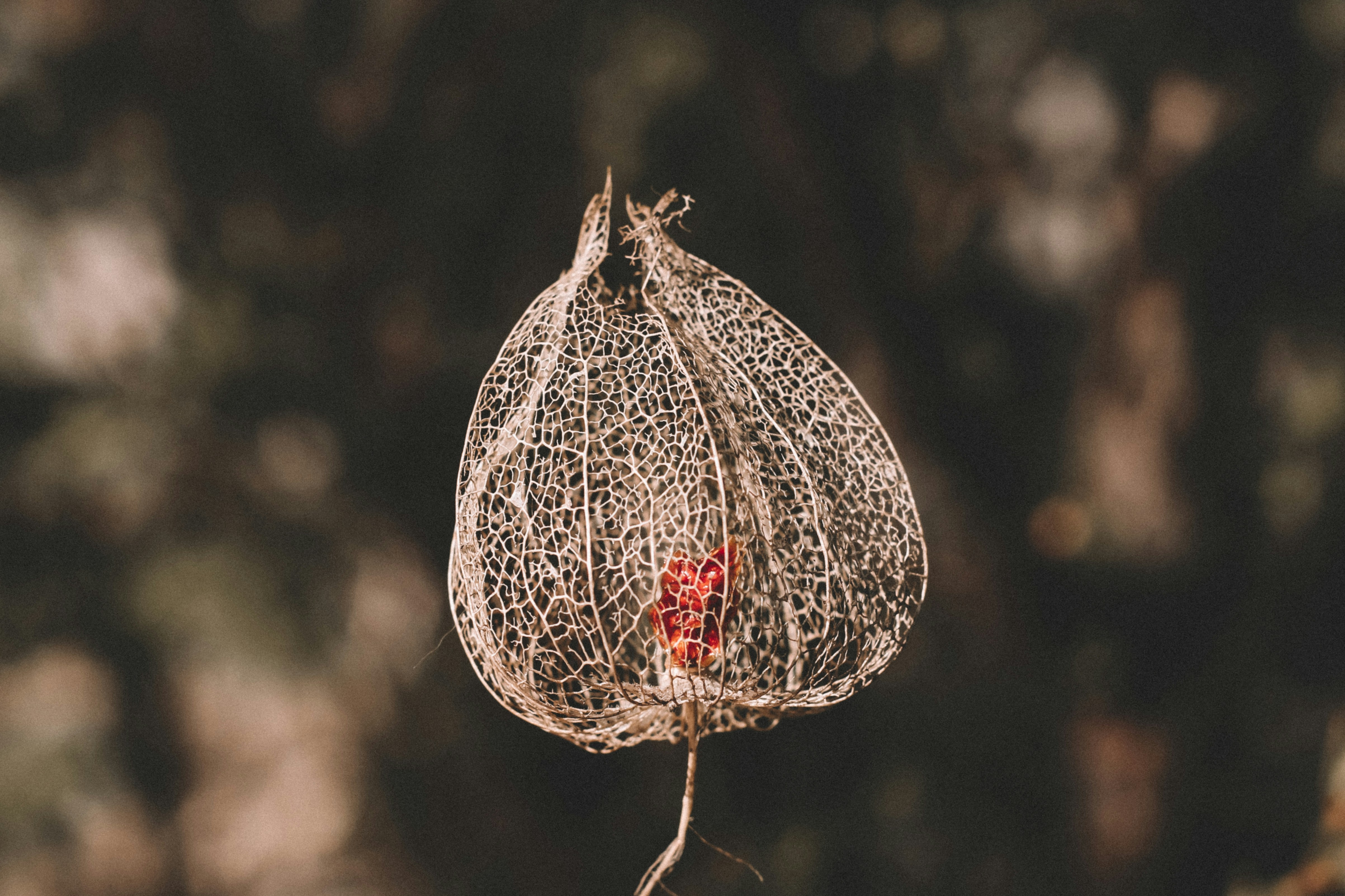 Ruby Heart in a Silken Lantern Husk
