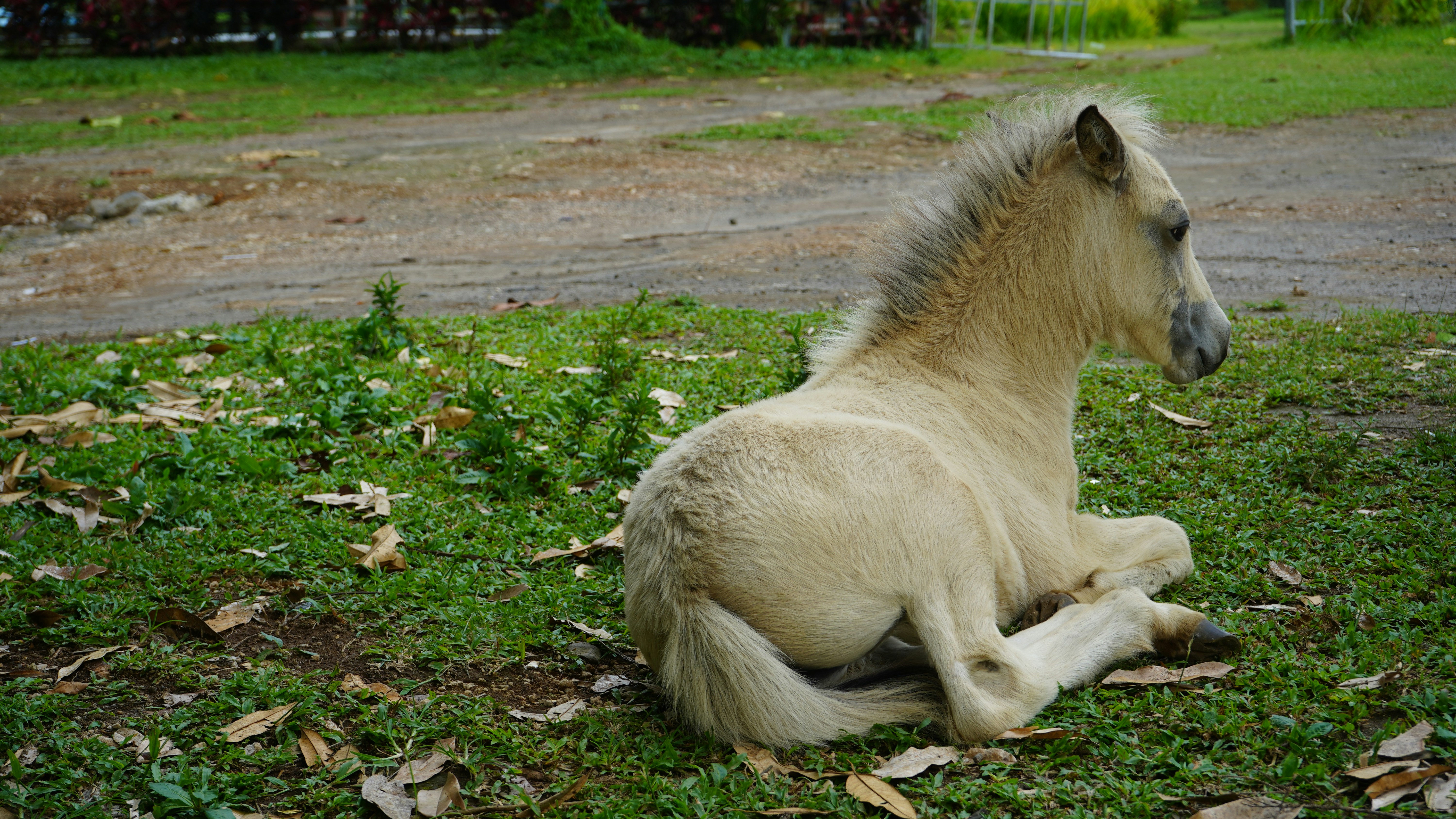 Pale Pony's Quiet Repose on a Leaf-Strewn Patch