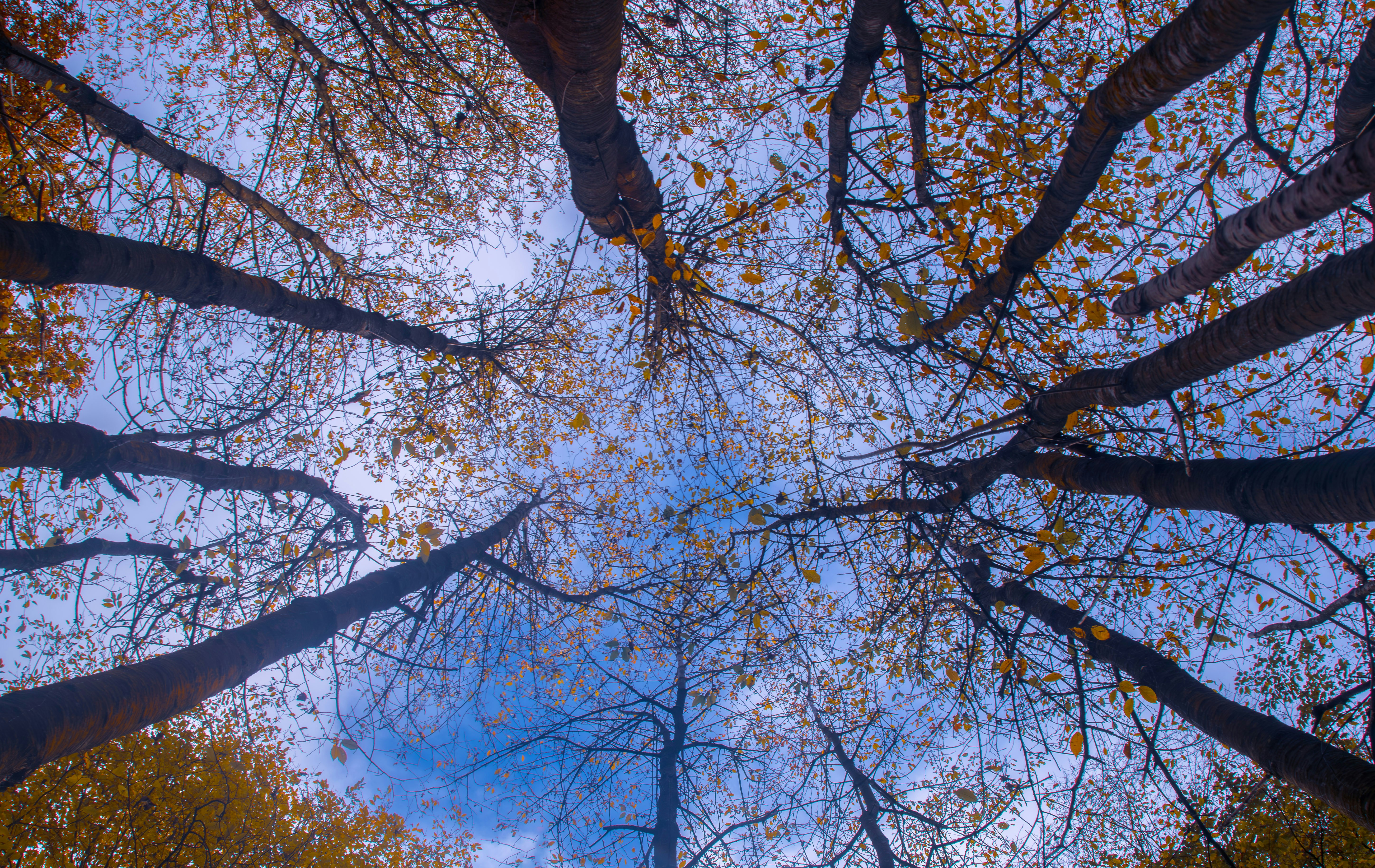 Looking up at the tops of trees in a forest photo – Free Tree Image on ...