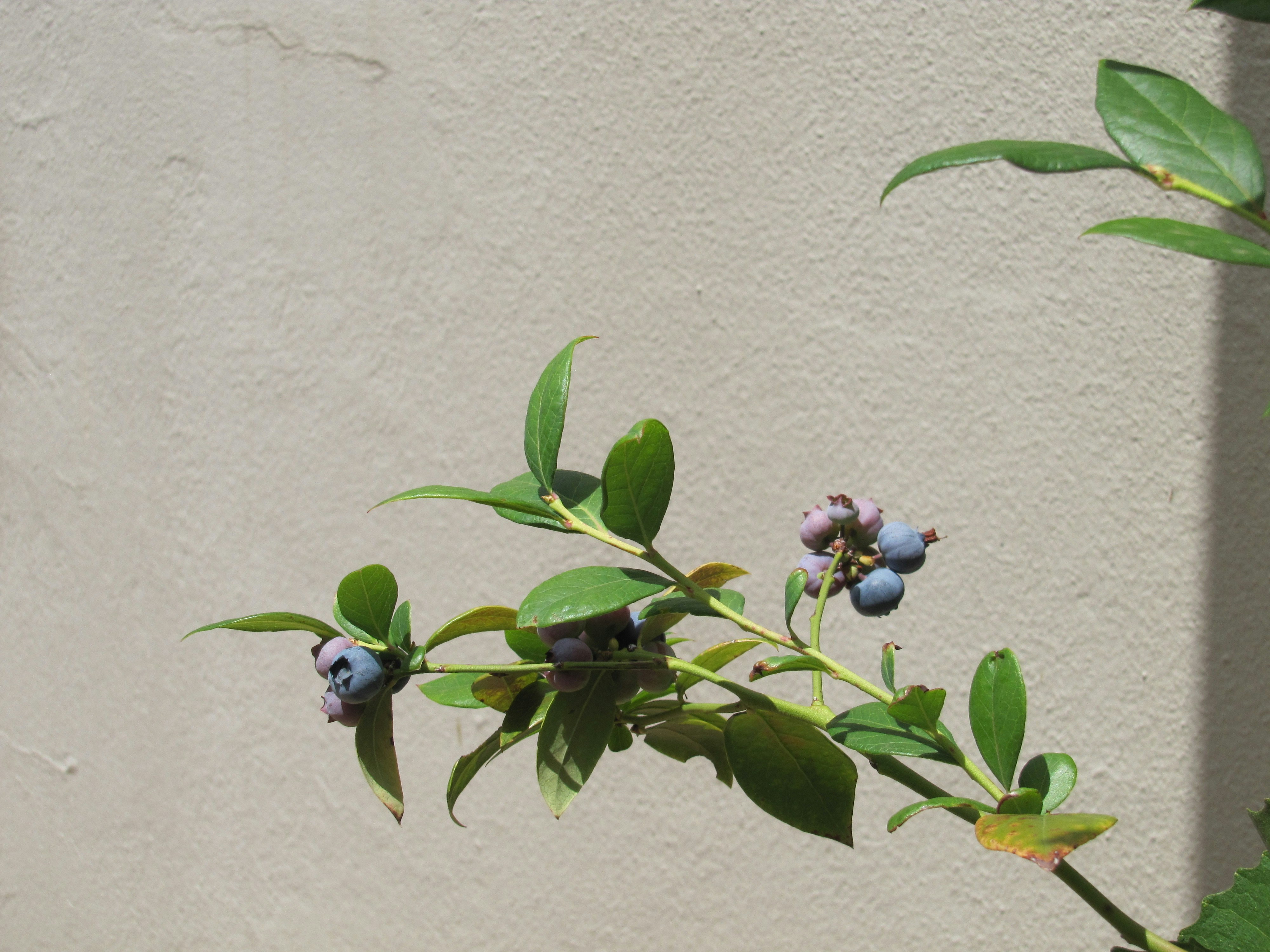 Blueberry cluster with green leaves sprawls across a pale stucco wall, bathed in soft daylight.