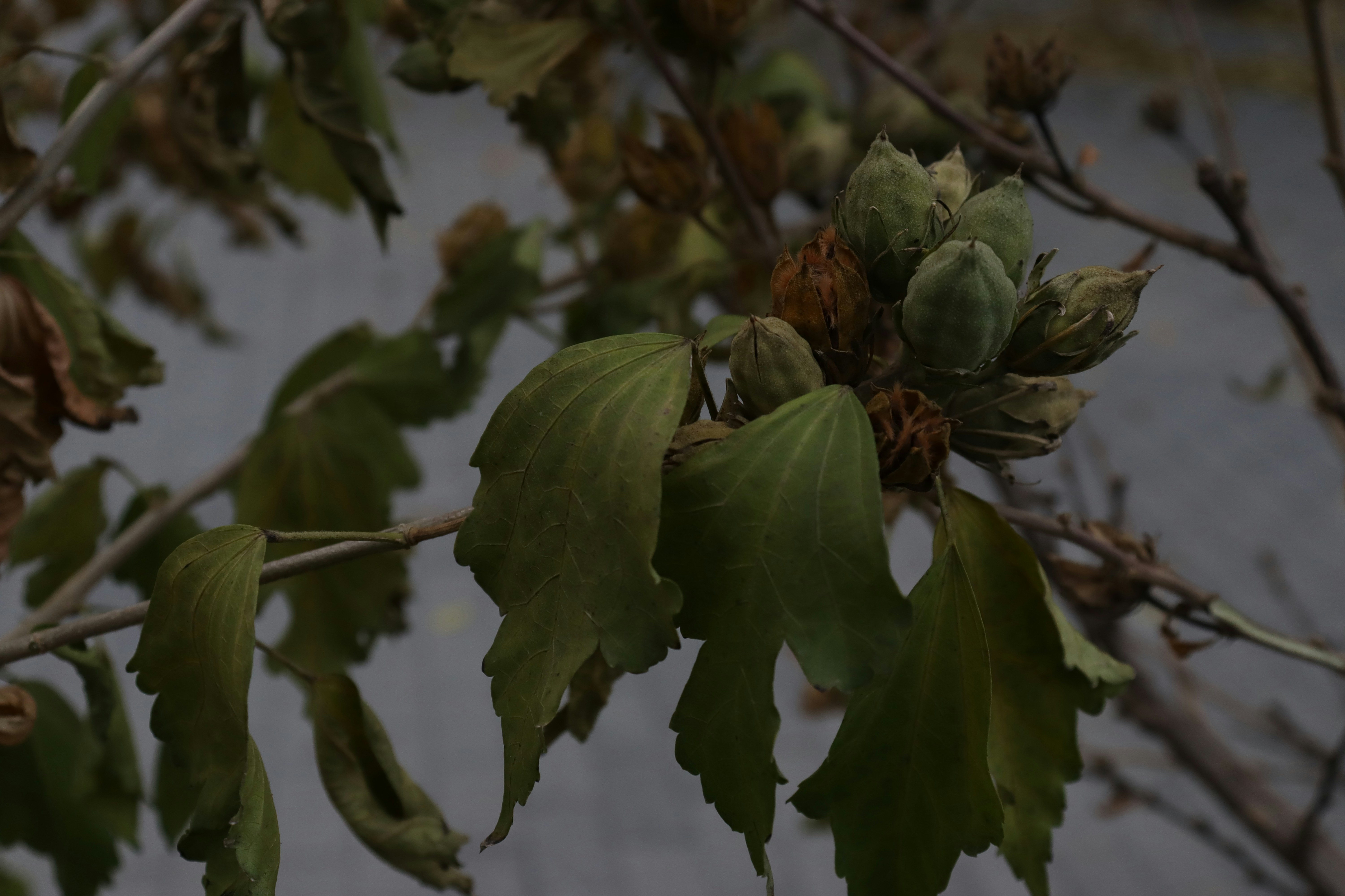 Photo by R. G with Canon EOS 250D