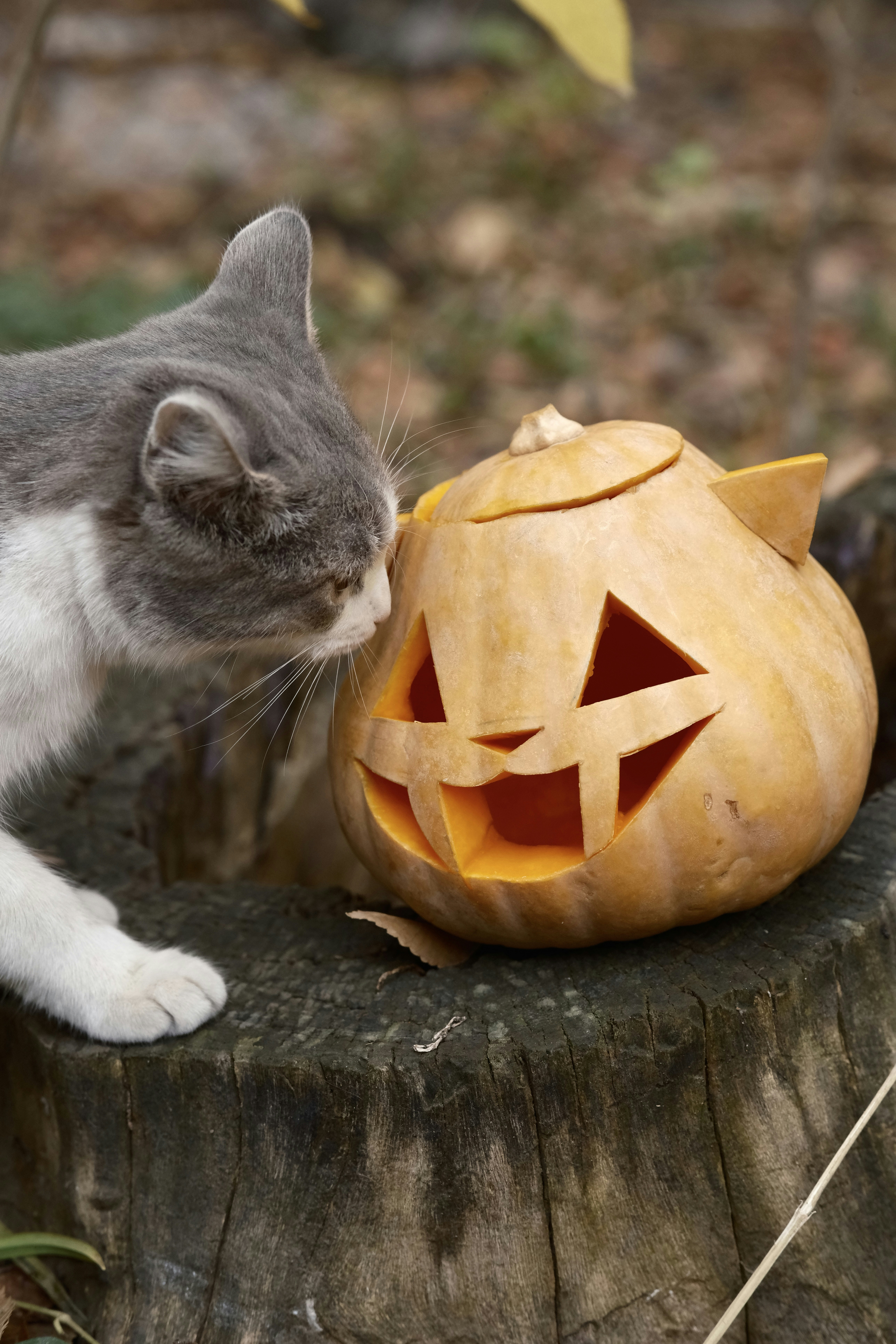 Whiskers and the Pumpkin Pal: A Quiet Halloween Moment