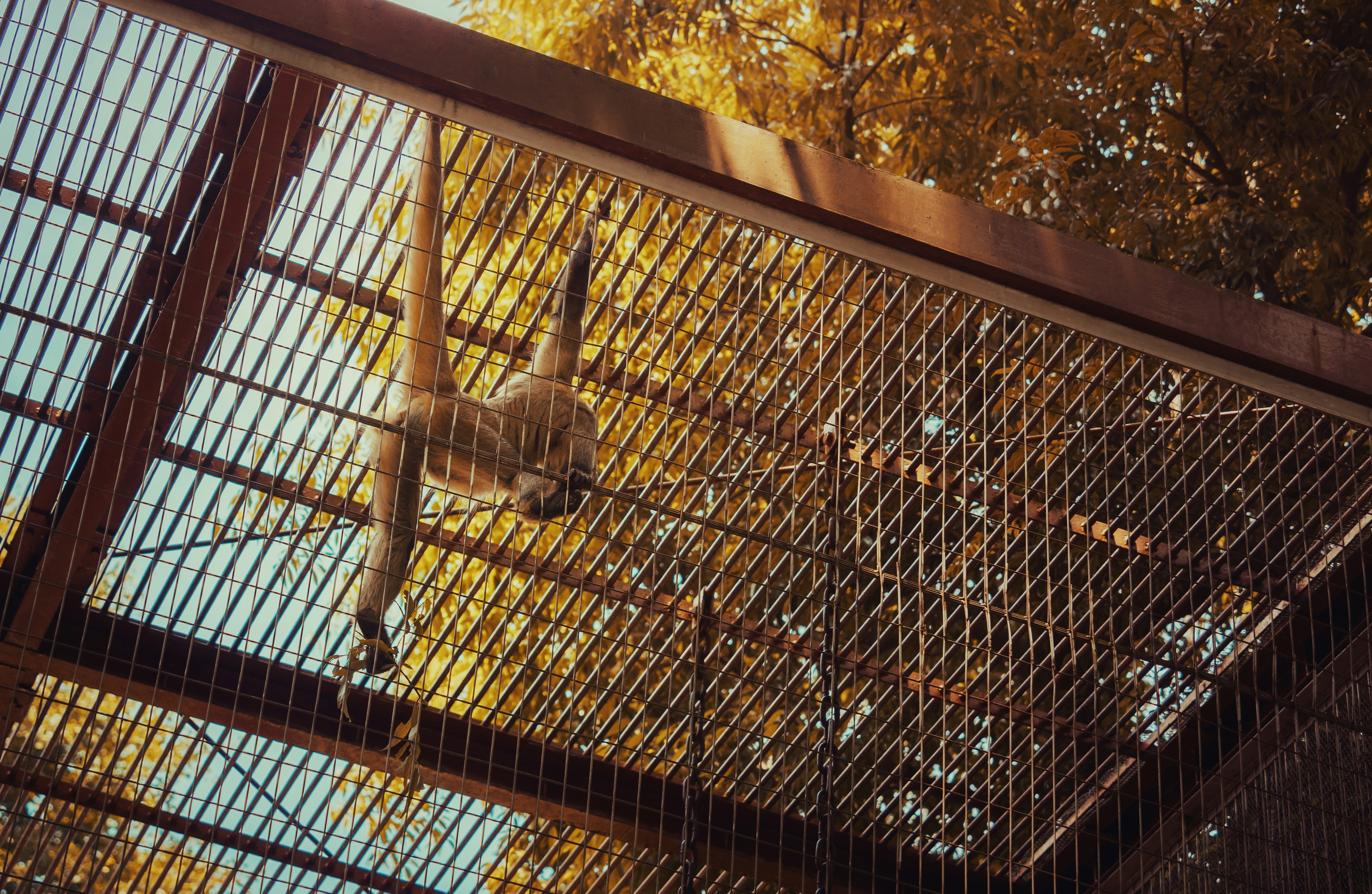 Perch Beneath Golden Foliage: a Cat Between Grates