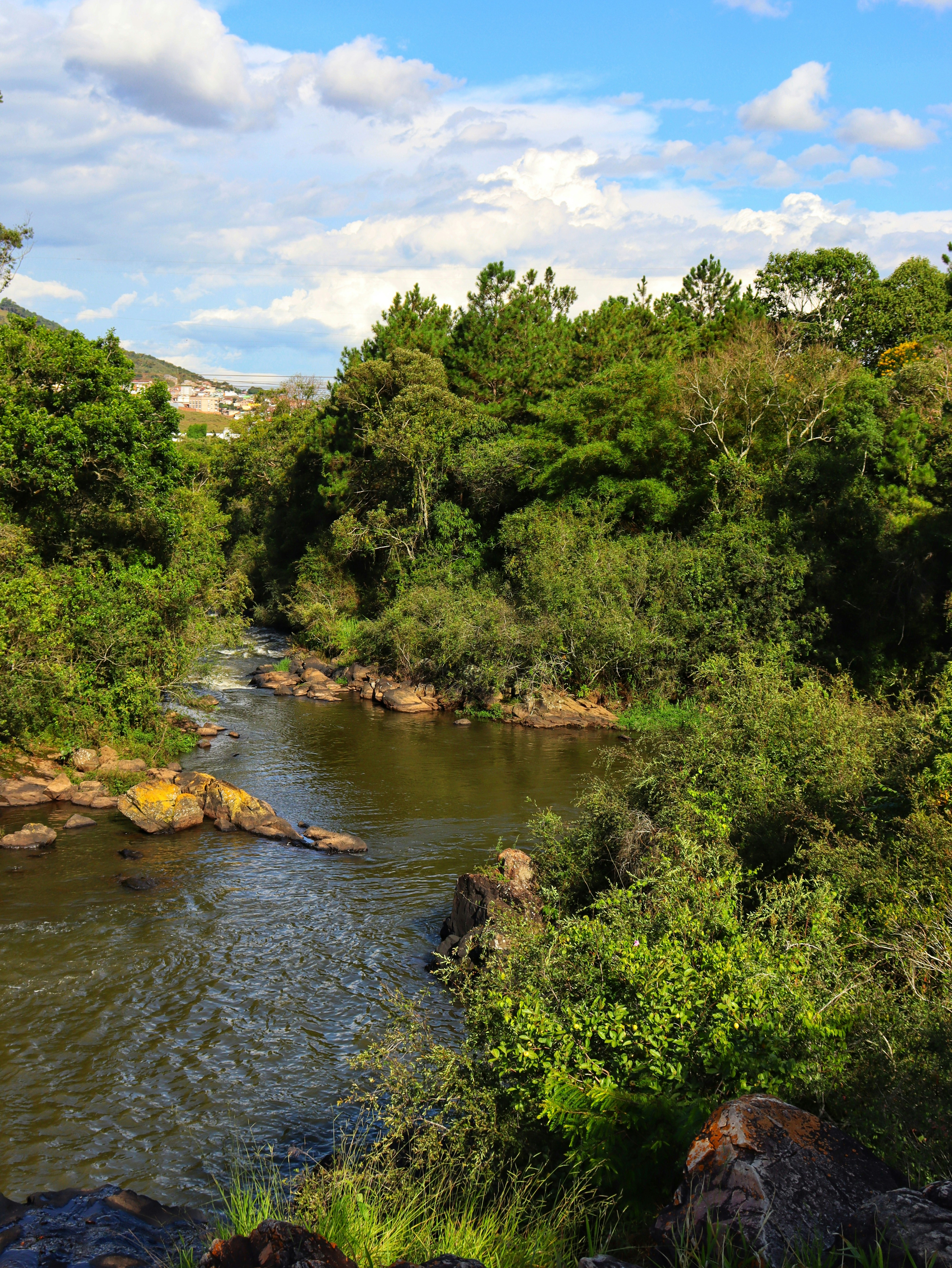River Bend Through a Pine-Lined Gorge on a Sunlit Afternoon