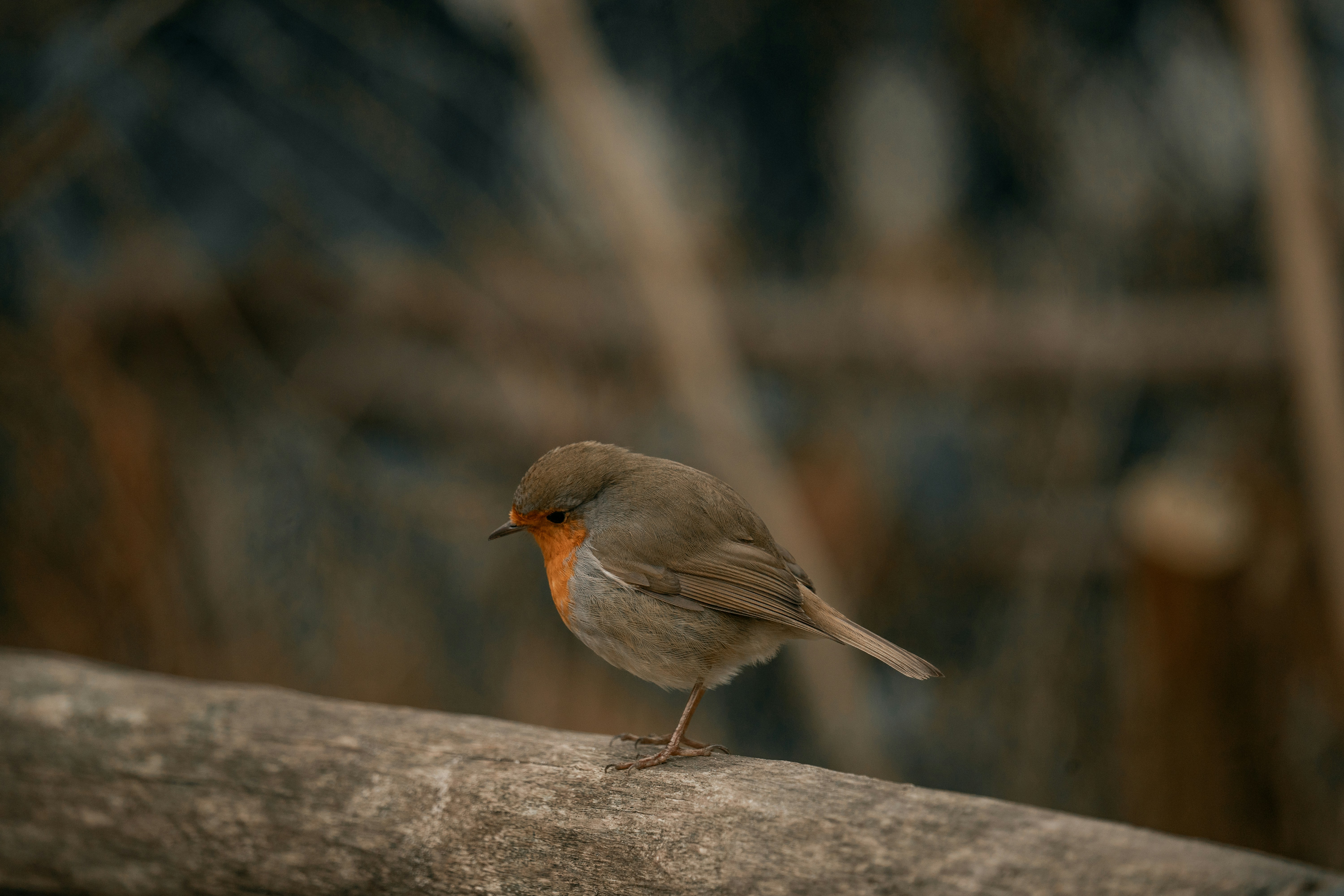 Robin on a Weathered Log: Quiet Focus in Dappled Light