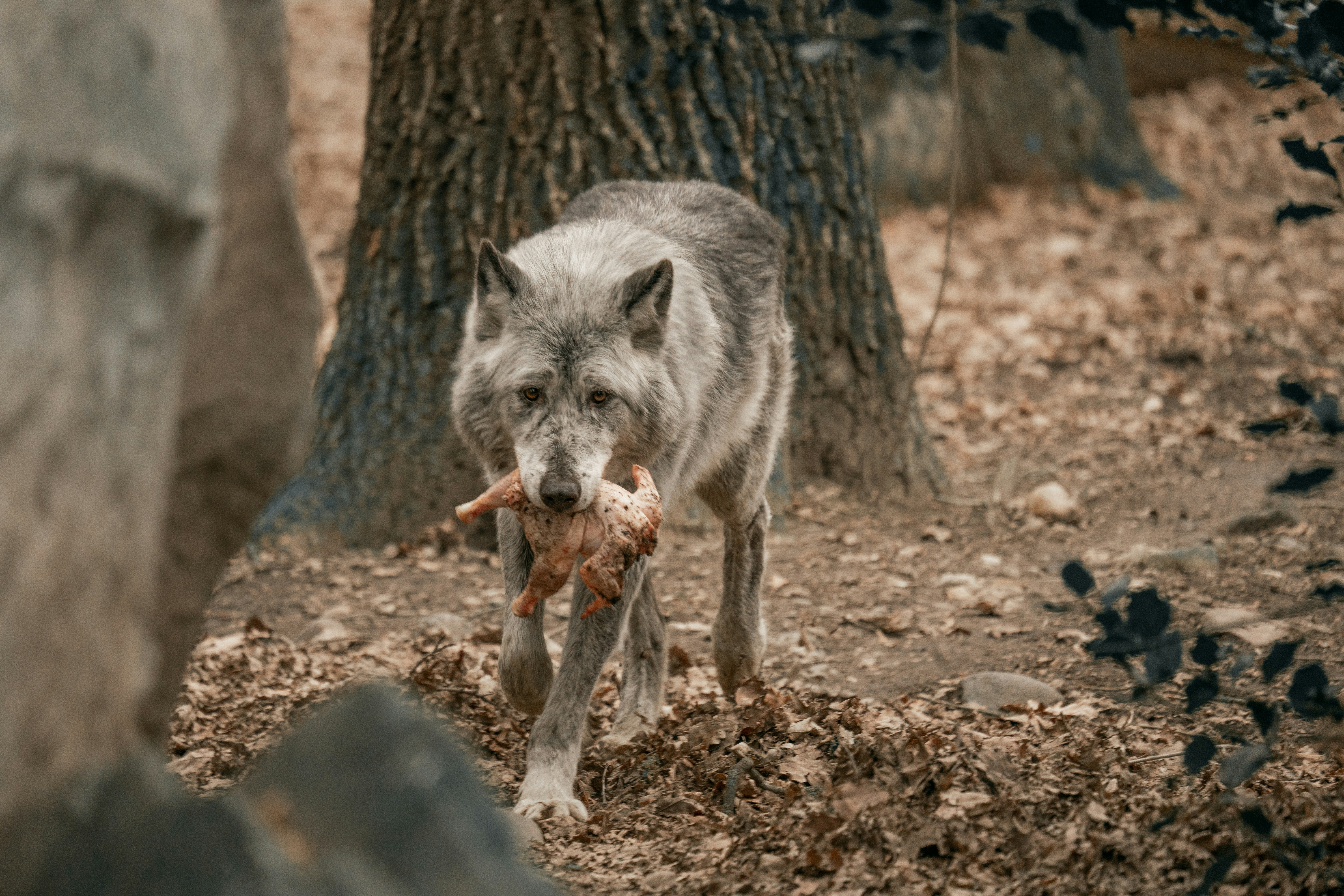 Leaf-Litter Pursuit: A Gray Wolf Carries a Bone Through a Quiet Forest