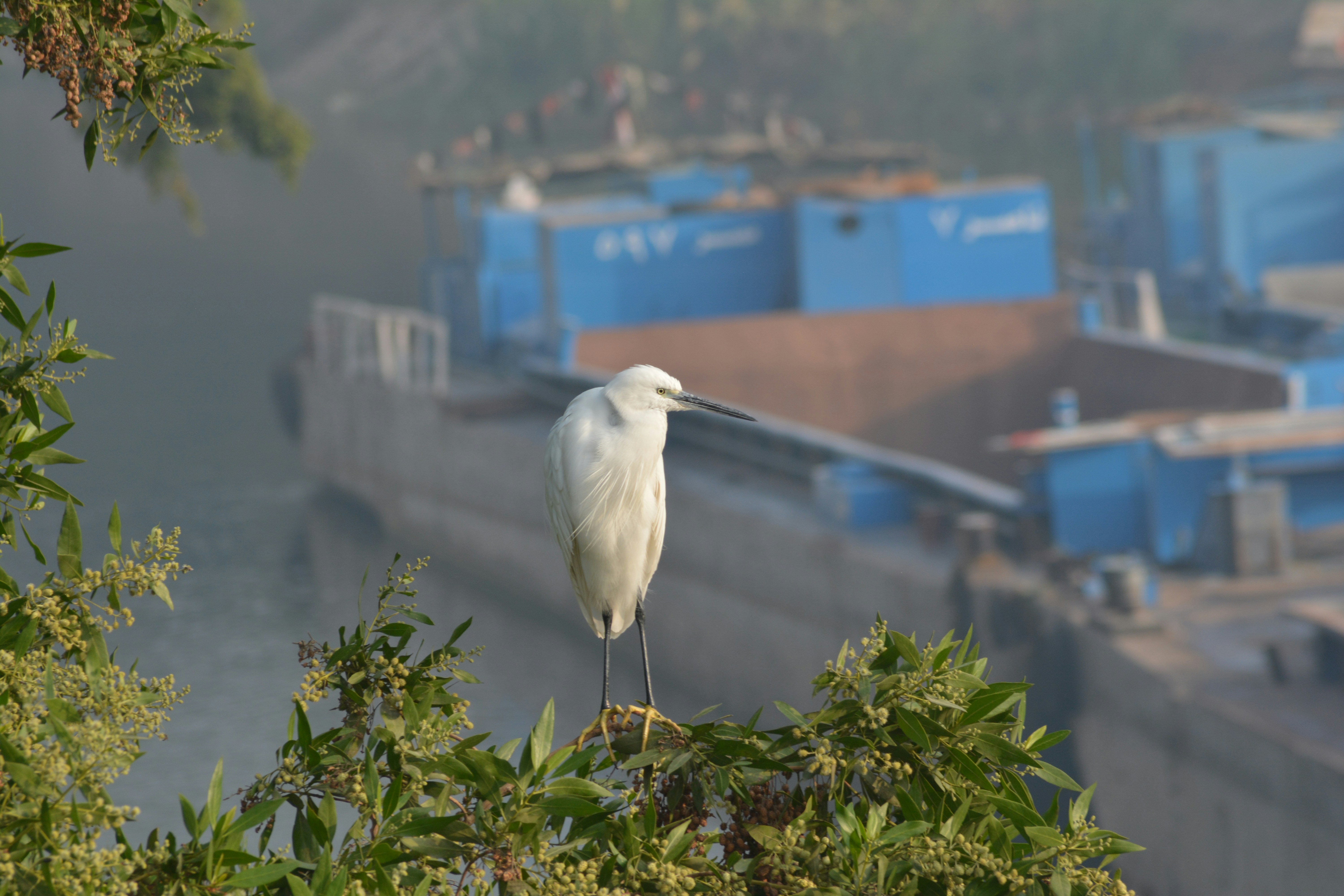 Perched Vigil Amid Greenery and Blue Barges: White Heron by the River