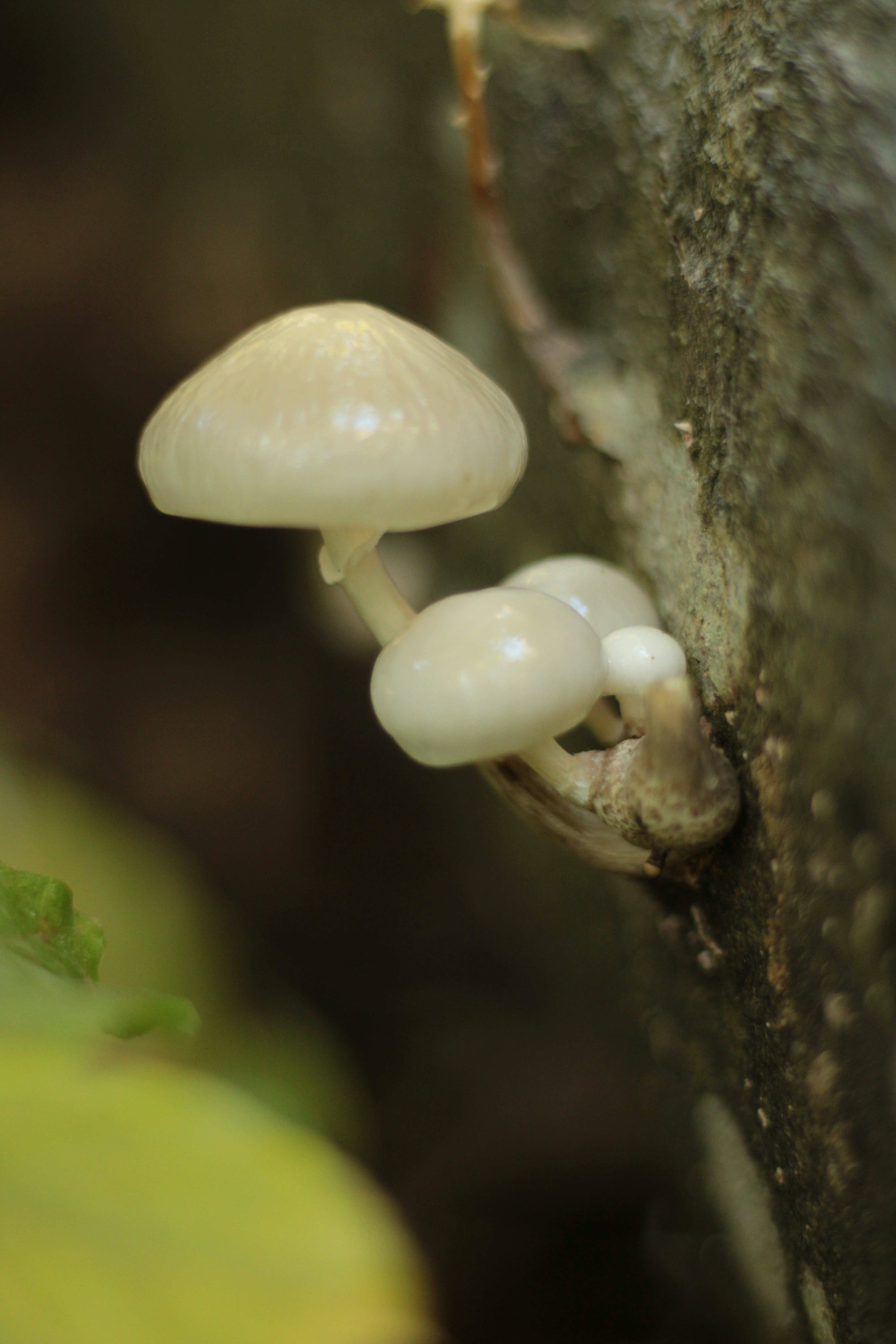 Two pale mushrooms emerge from a mossy surface, showcasing their fragile forms against a blurred natural backdrop.